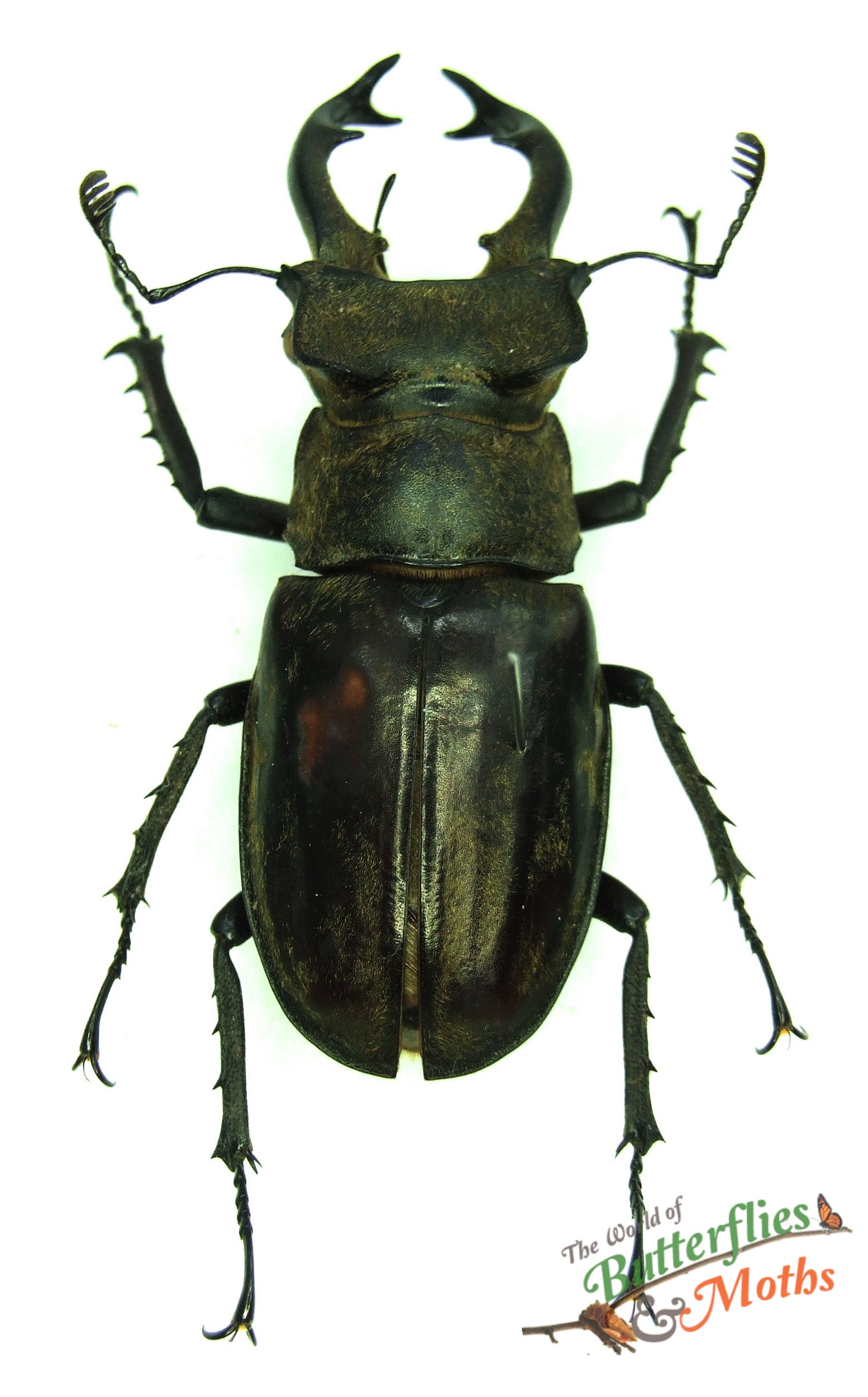 Lucanus nangsarae BURMA / MYANMAR - World of Butterflies and Moths