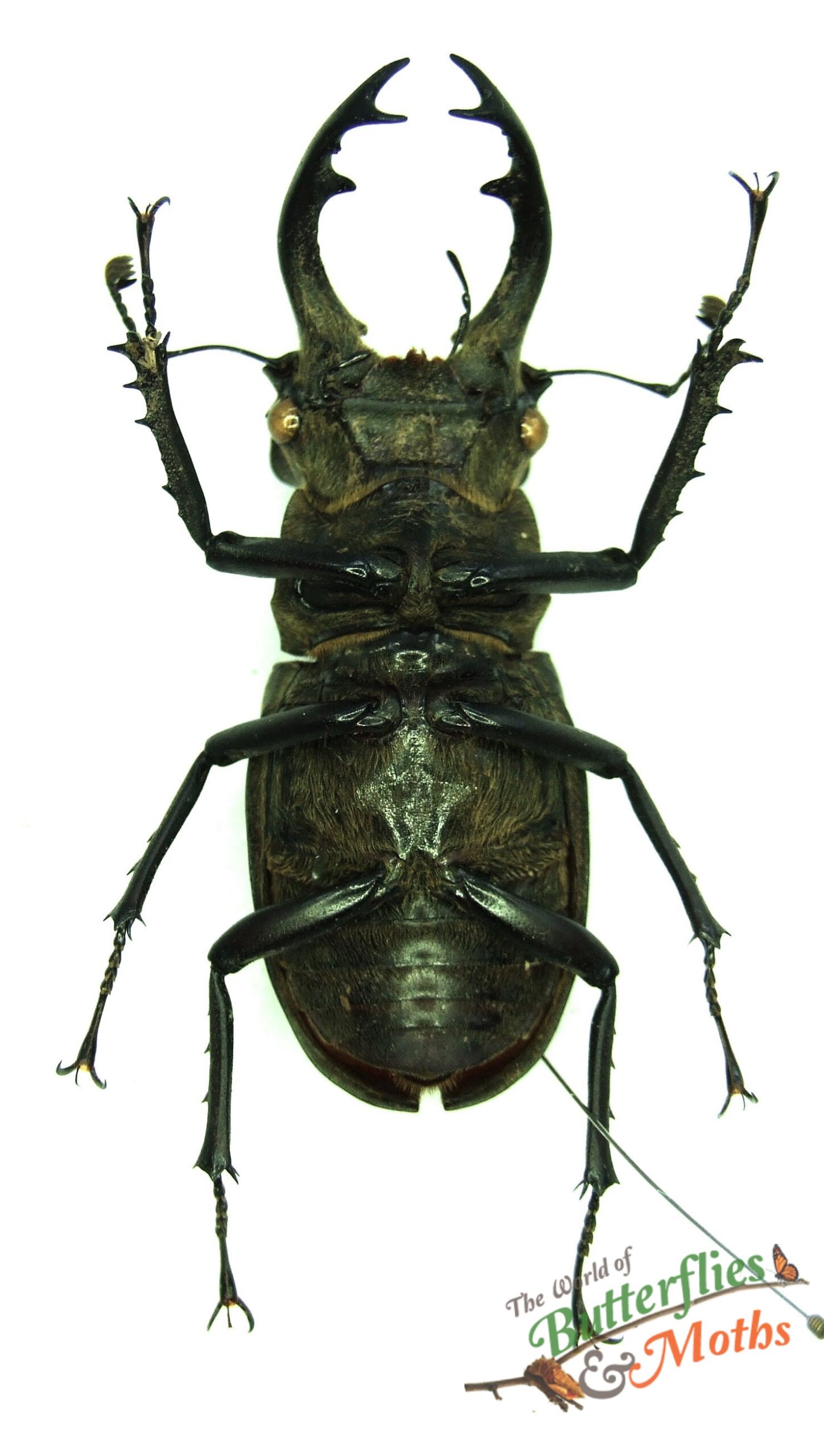 Lucanus nangsarae BURMA / MYANMAR - World of Butterflies and Moths