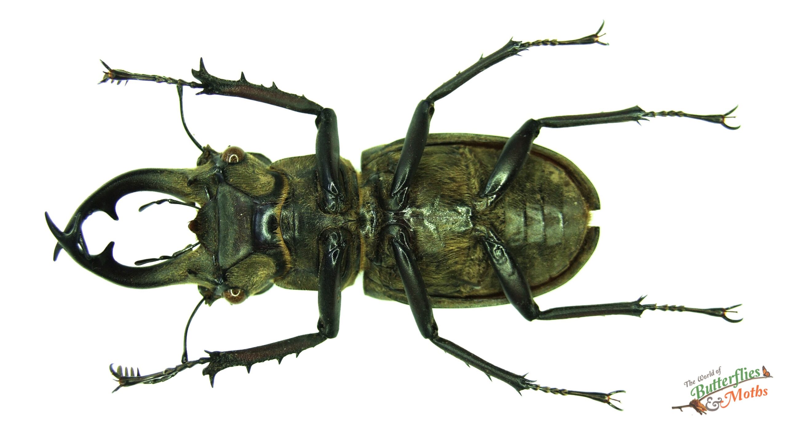 Lucanus nangsarae BURMA / MYANMAR - World of Butterflies and Moths