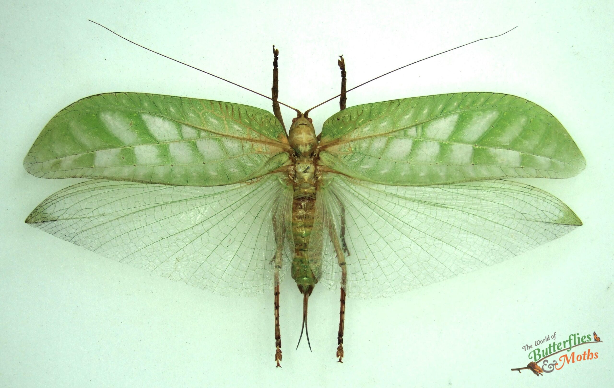 Onomarchus uninotatus THAILAND - World of Butterflies and Moths