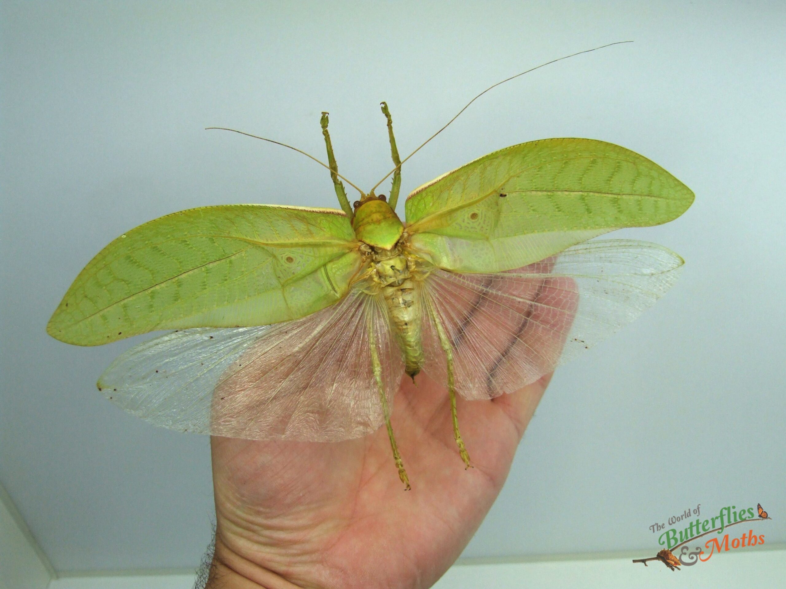 Pseudophyllus titan THAILAND - World of Butterflies and Moths