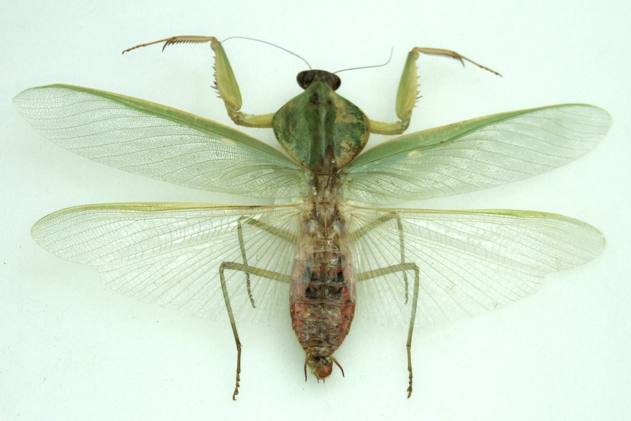 Rhombodera basalis: The Malaysian Shield Mantid - World of Butterflies ...