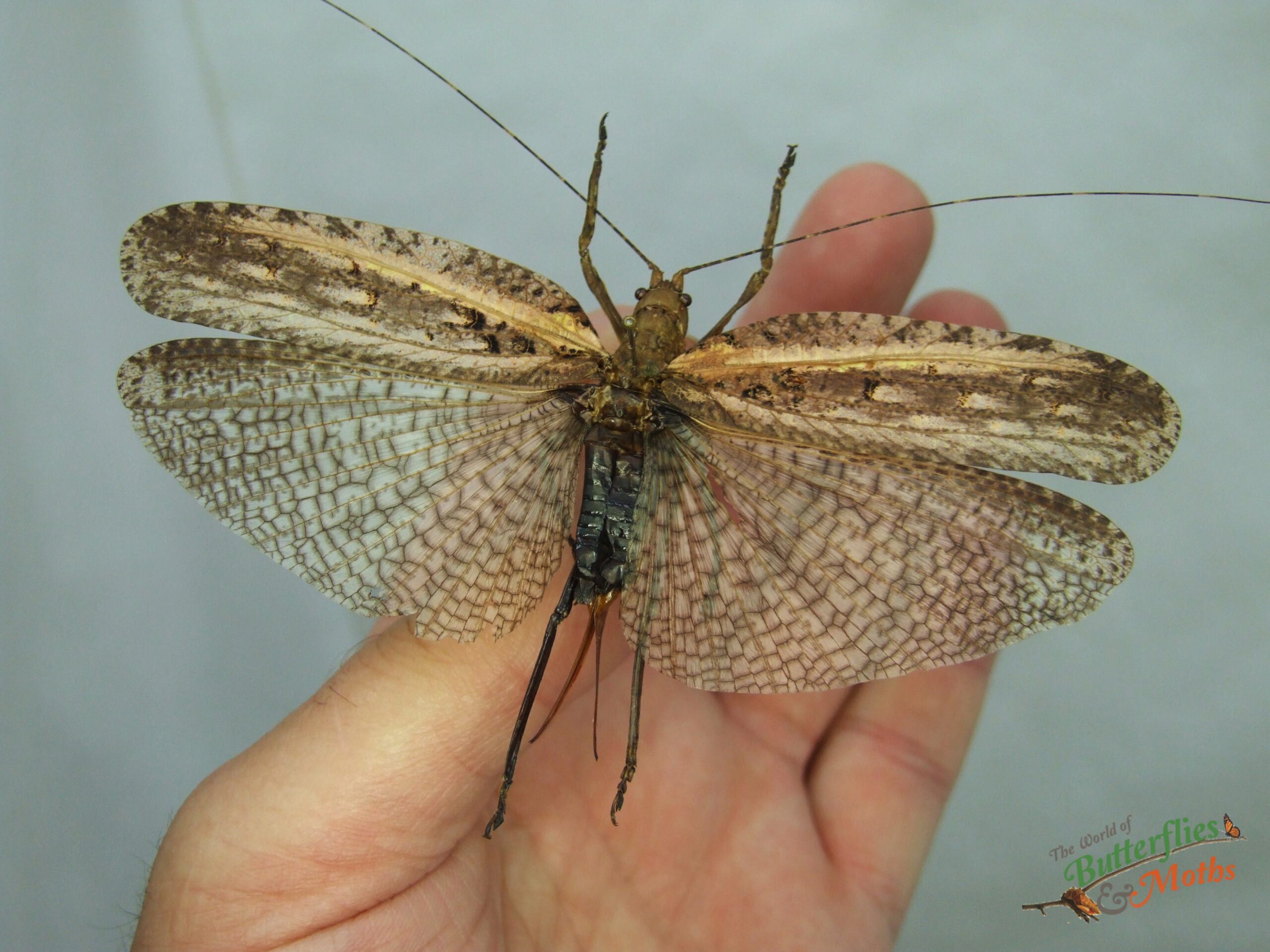 Sathrophyllia species Bark Katydid THAILAND - World of Butterflies and ...