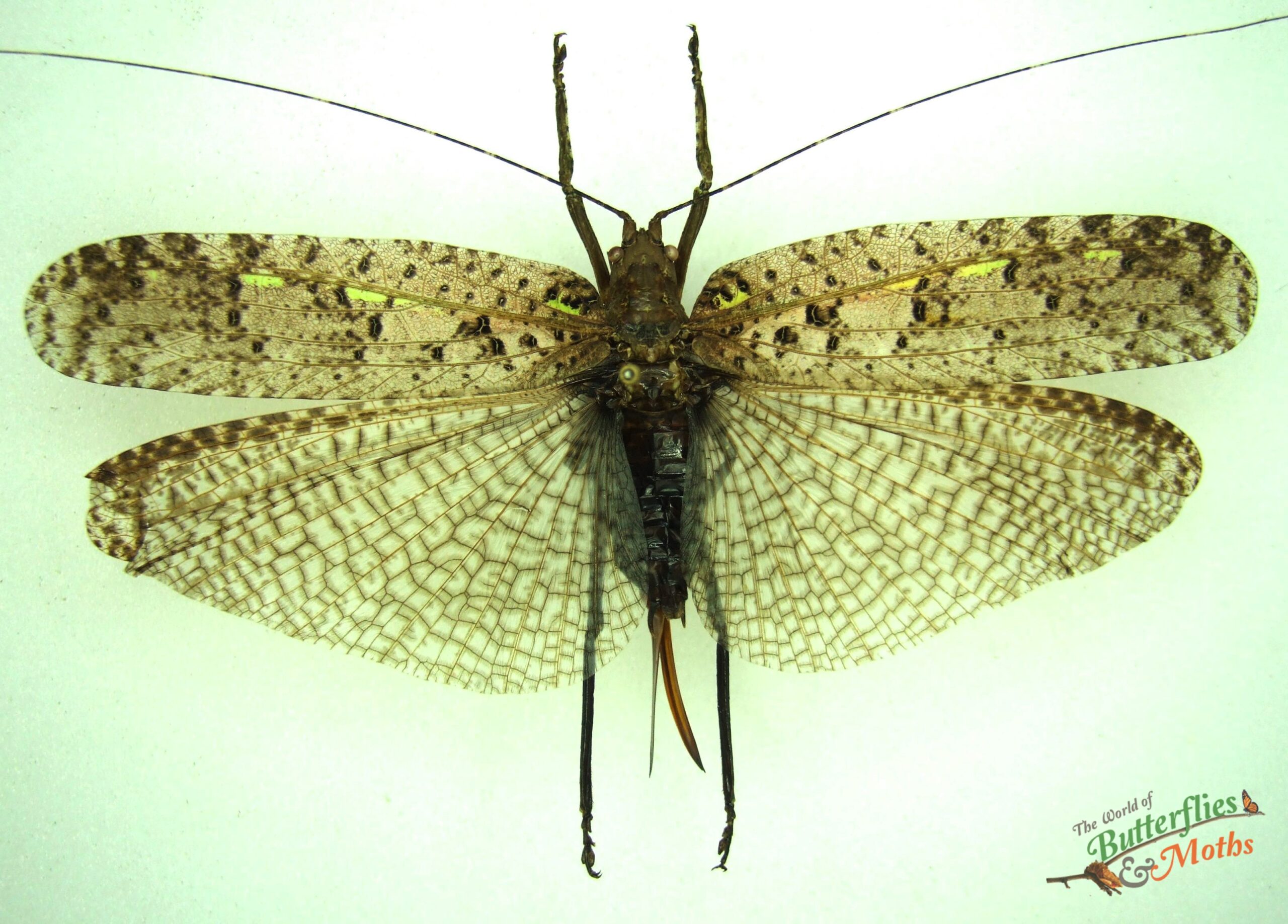 Sathrophyllia species Bark Katydid THAILAND - World of Butterflies and ...