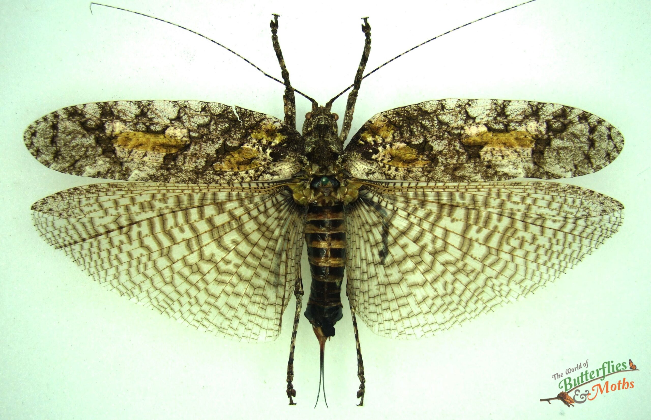 Sathrophyllia species Bark Katydid THAILAND - World of Butterflies and ...