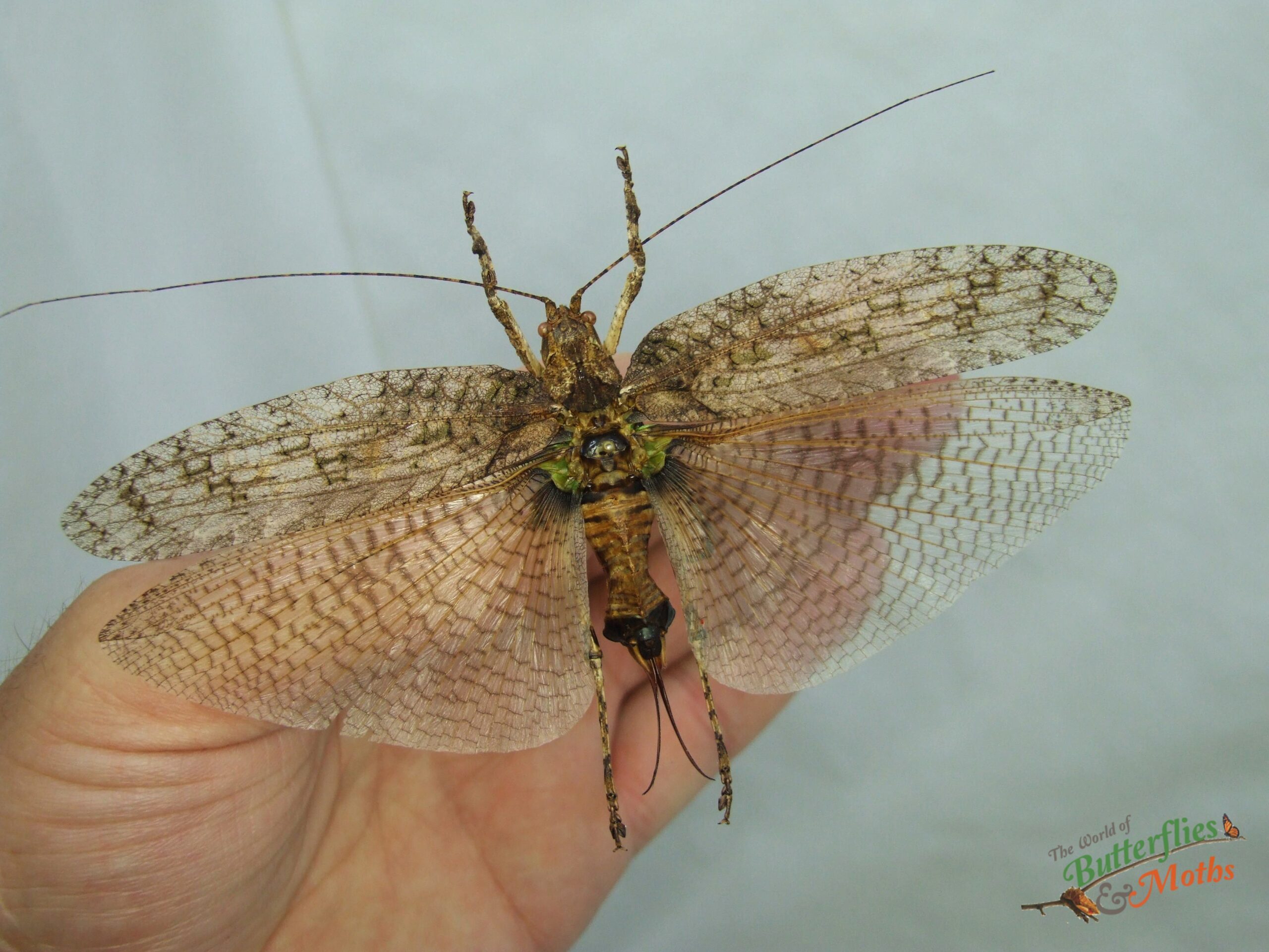 Sathrophyllia rugosa Bark Katydid THAILAND - World of Butterflies and Moths