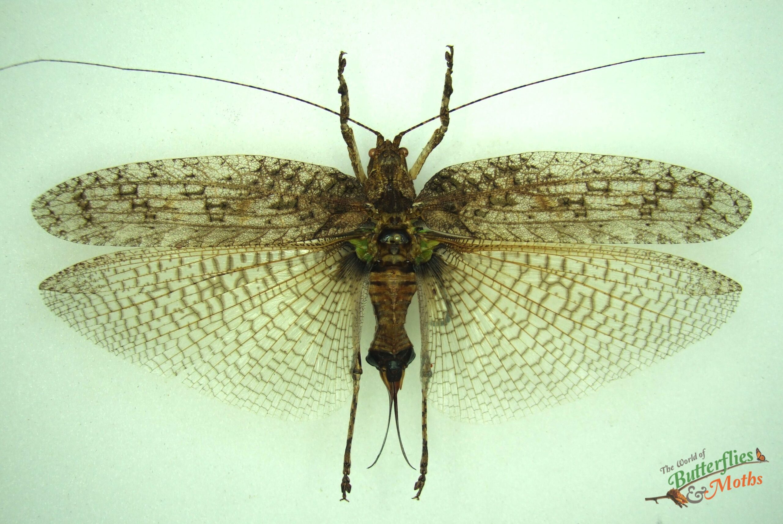 Sathrophyllia rugosa Bark Katydid THAILAND - World of Butterflies and Moths