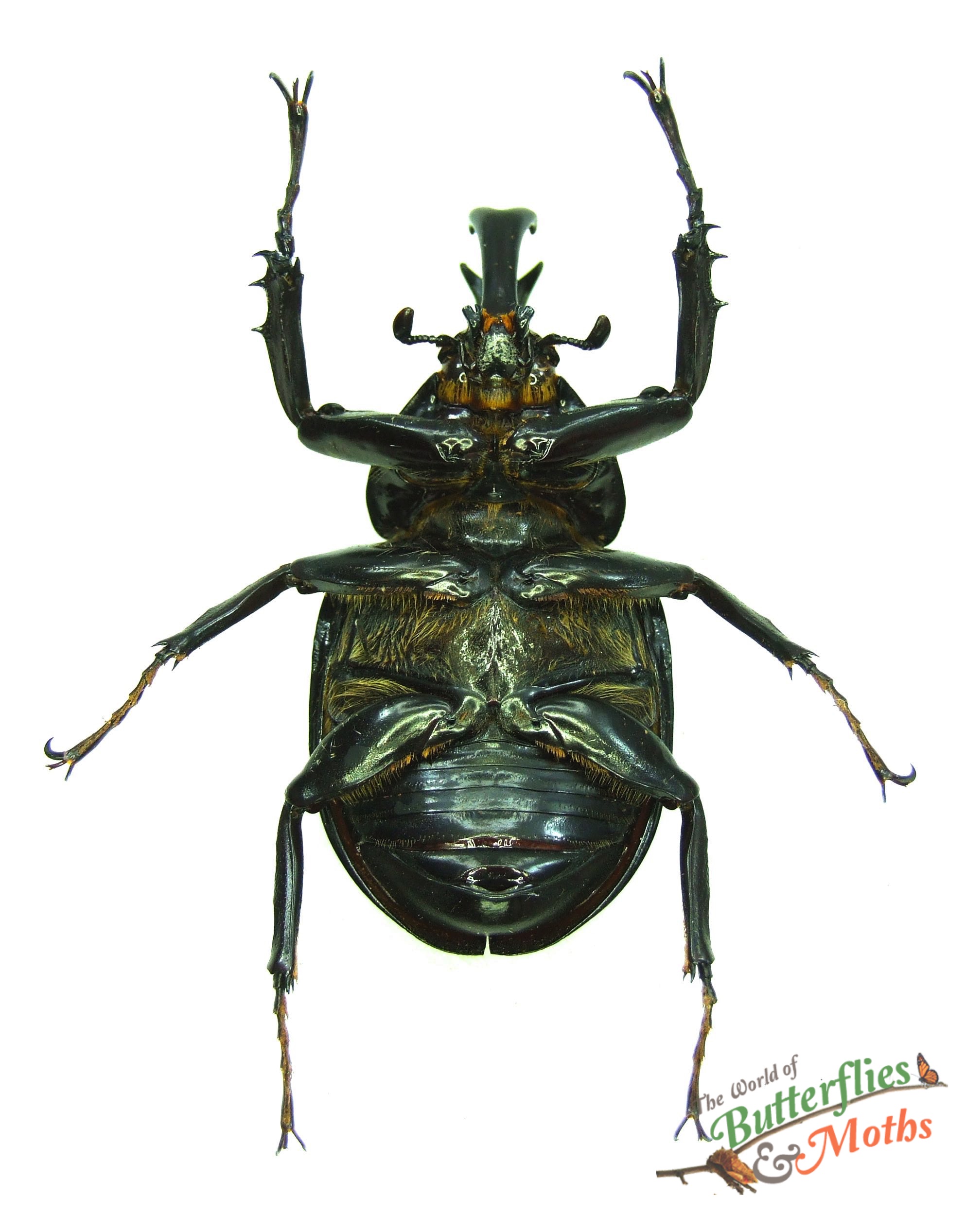 Wholesale: Xylotrupes gideon (small horn) THAILAND - World of ...