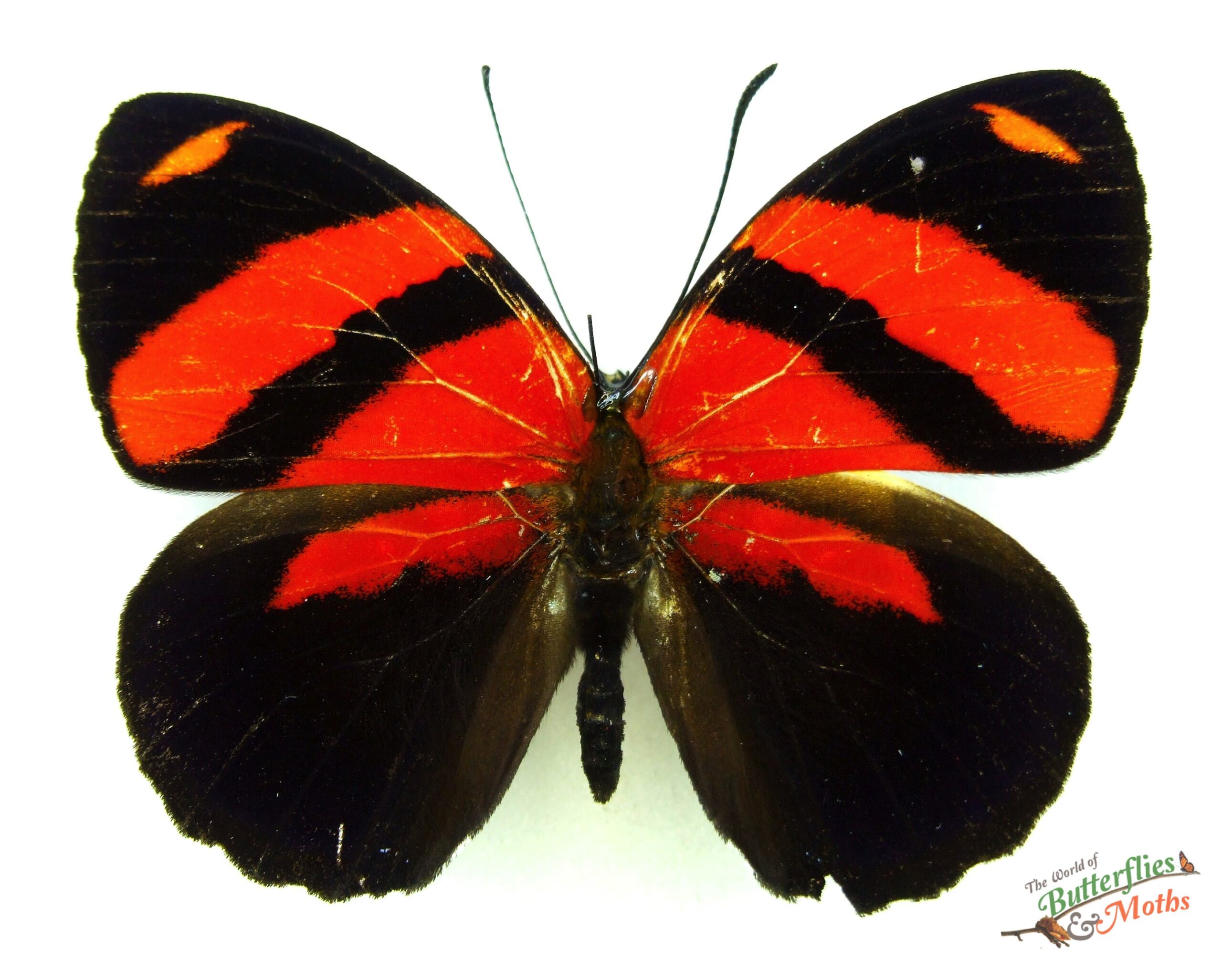 Callicore cynosura PERU - World of Butterflies and Moths