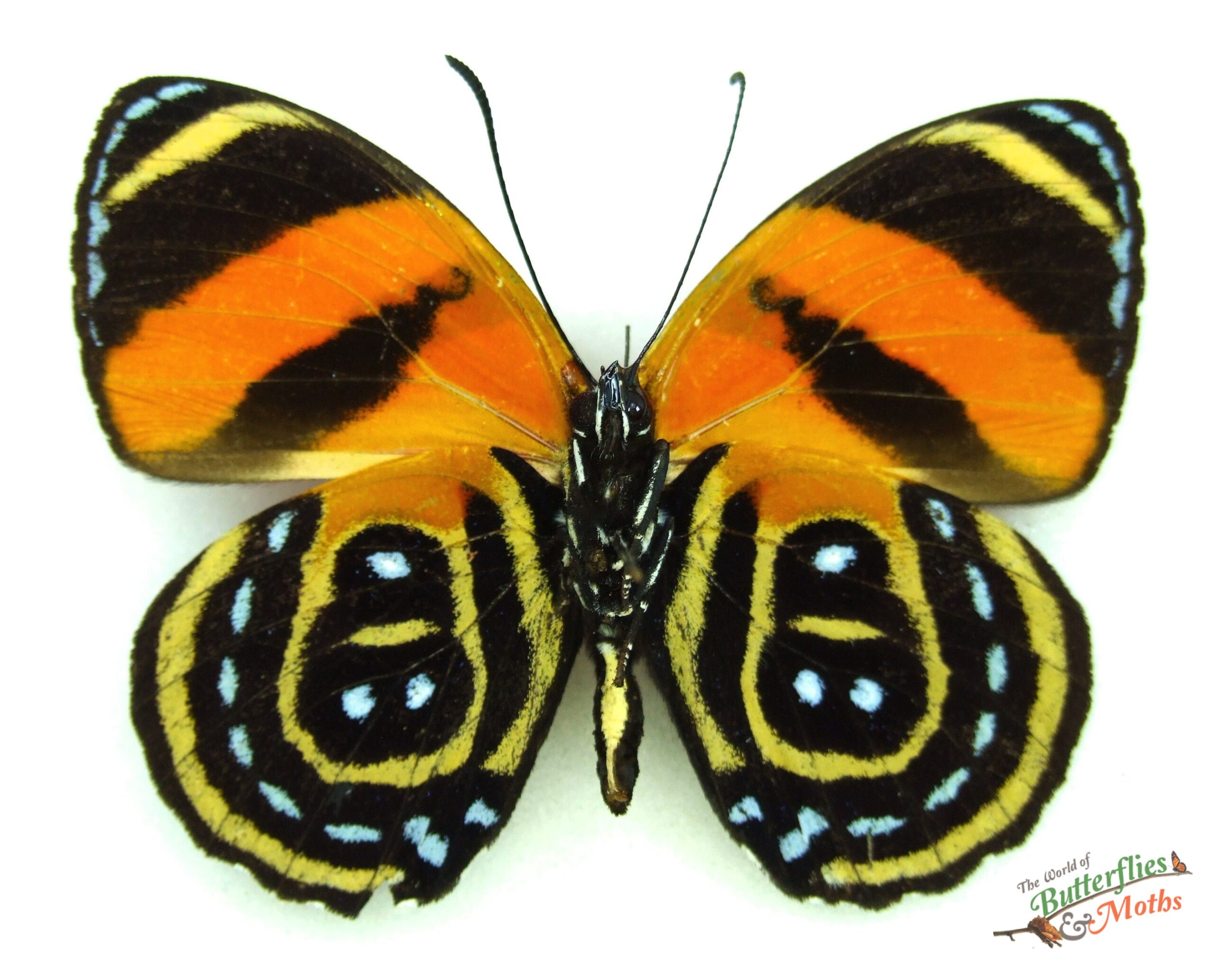 Callicore cynosura Eighty Eight PERU - World of Butterflies and Moths