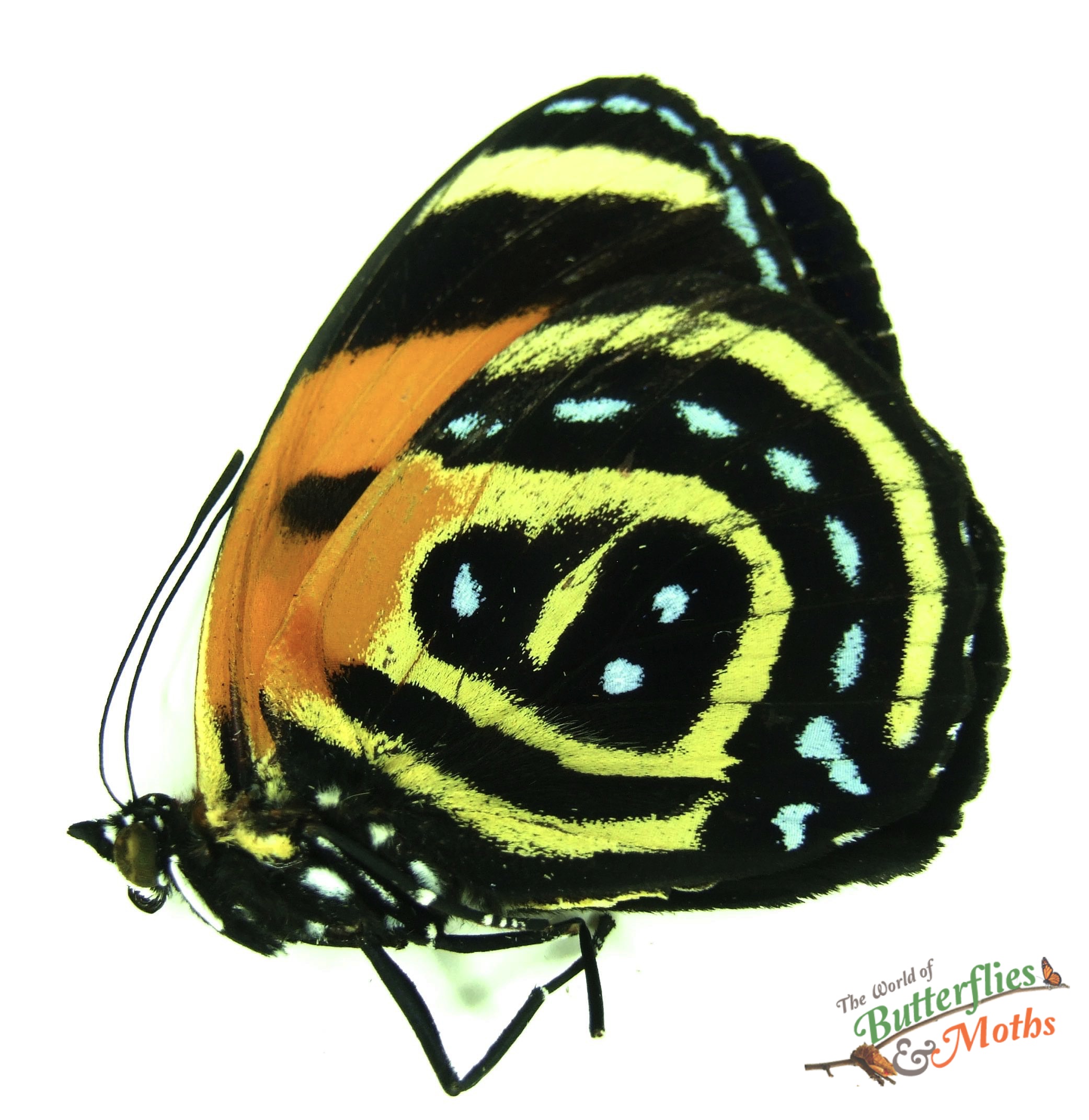 Callicore cynosura Eighty Eight PERU - World of Butterflies and Moths