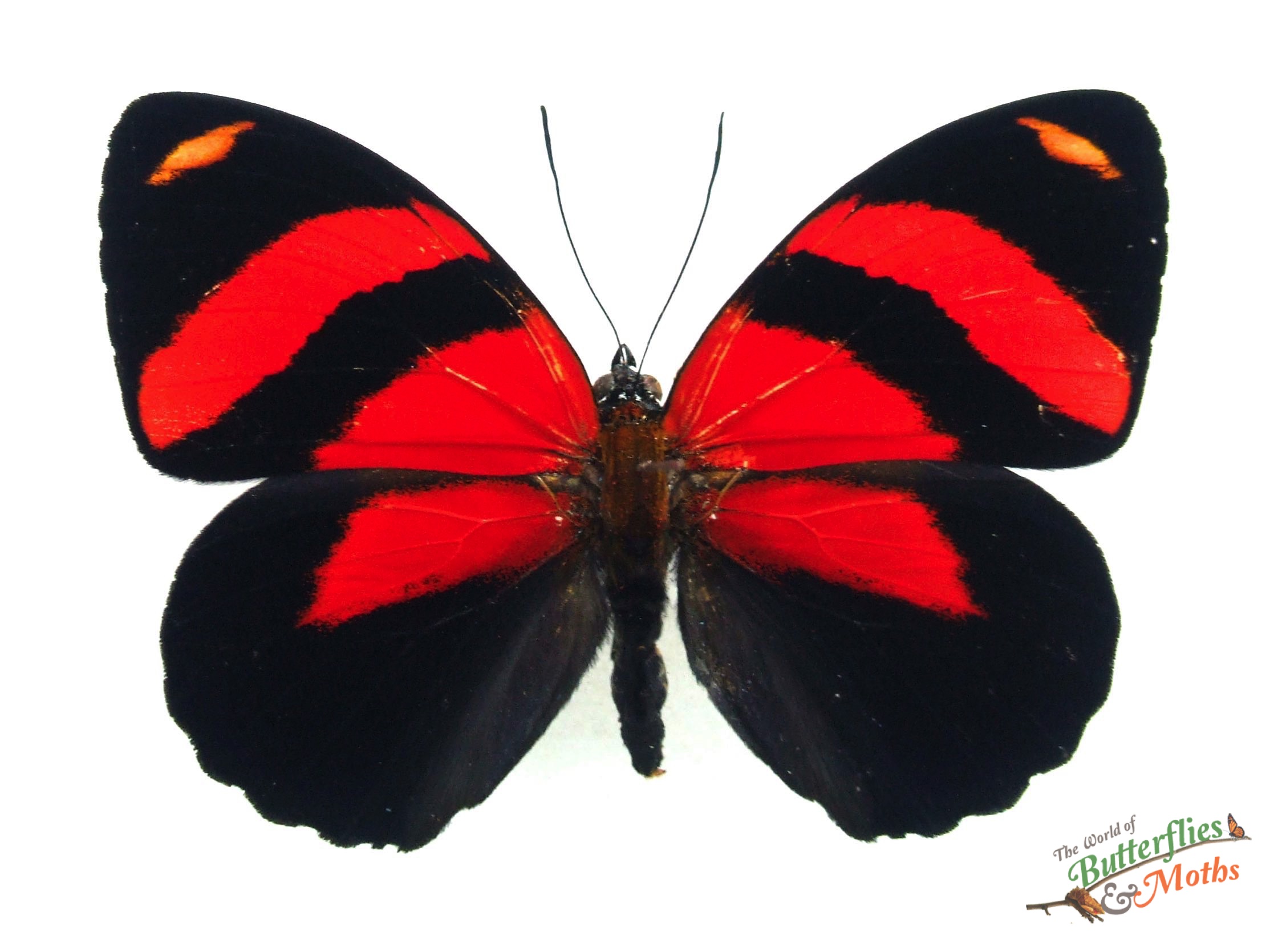 Callicore cynosura Eighty Eight PERU - World of Butterflies and Moths