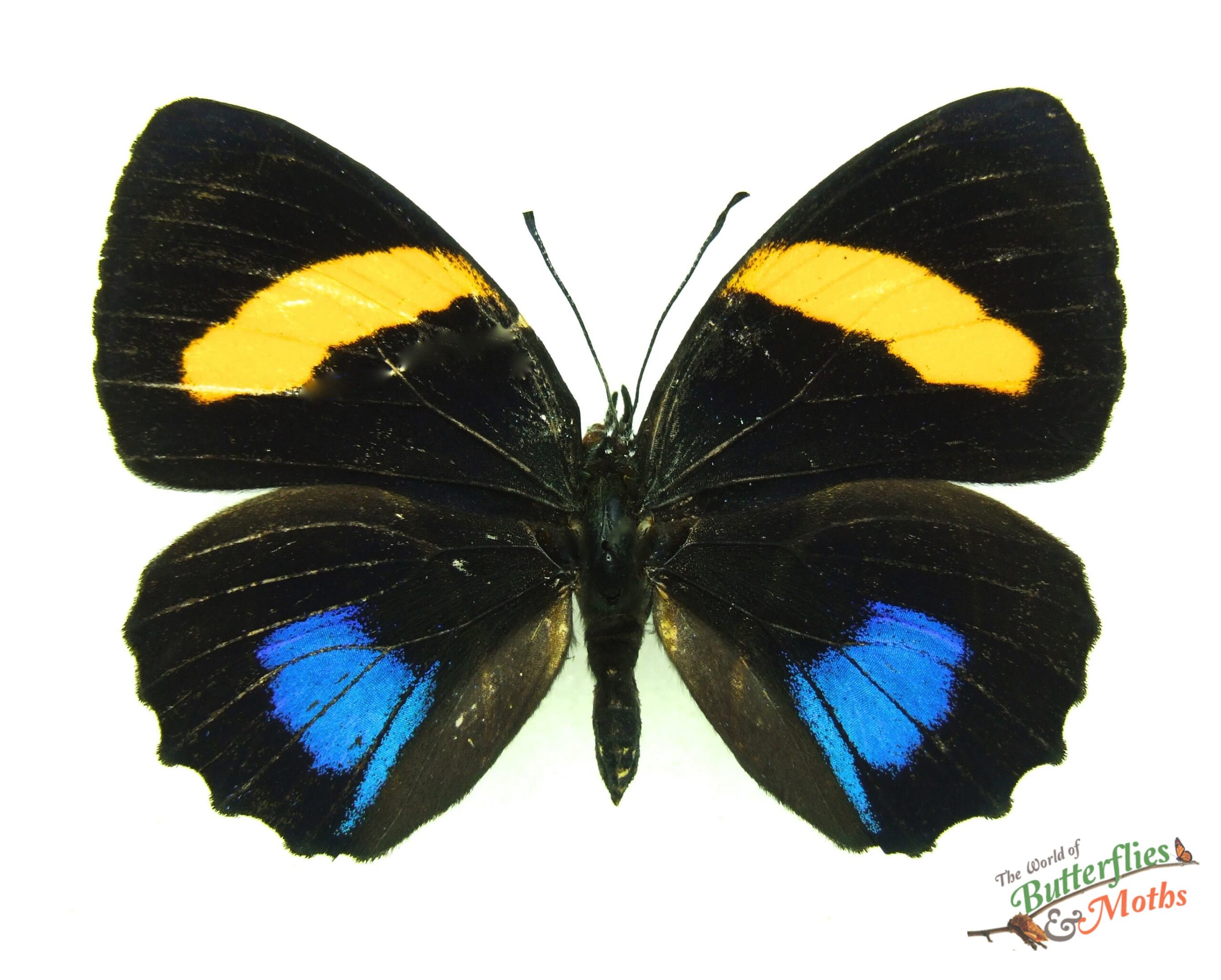 Callicore lyca Aegina numberwing MEXICO - World of Butterflies and Moths