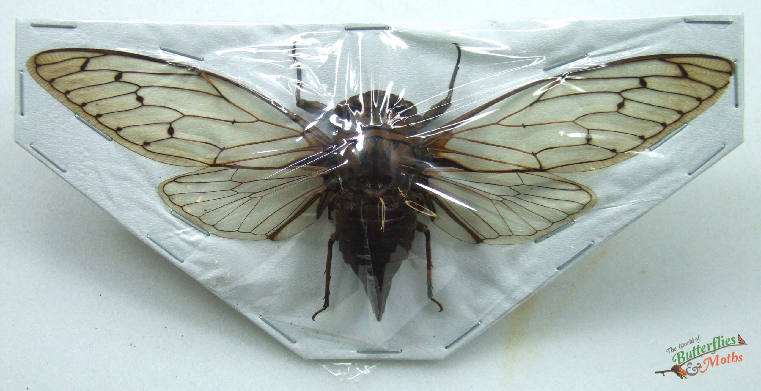 Cicada species Sulawesi (TYP02) - World of Butterflies and Moths