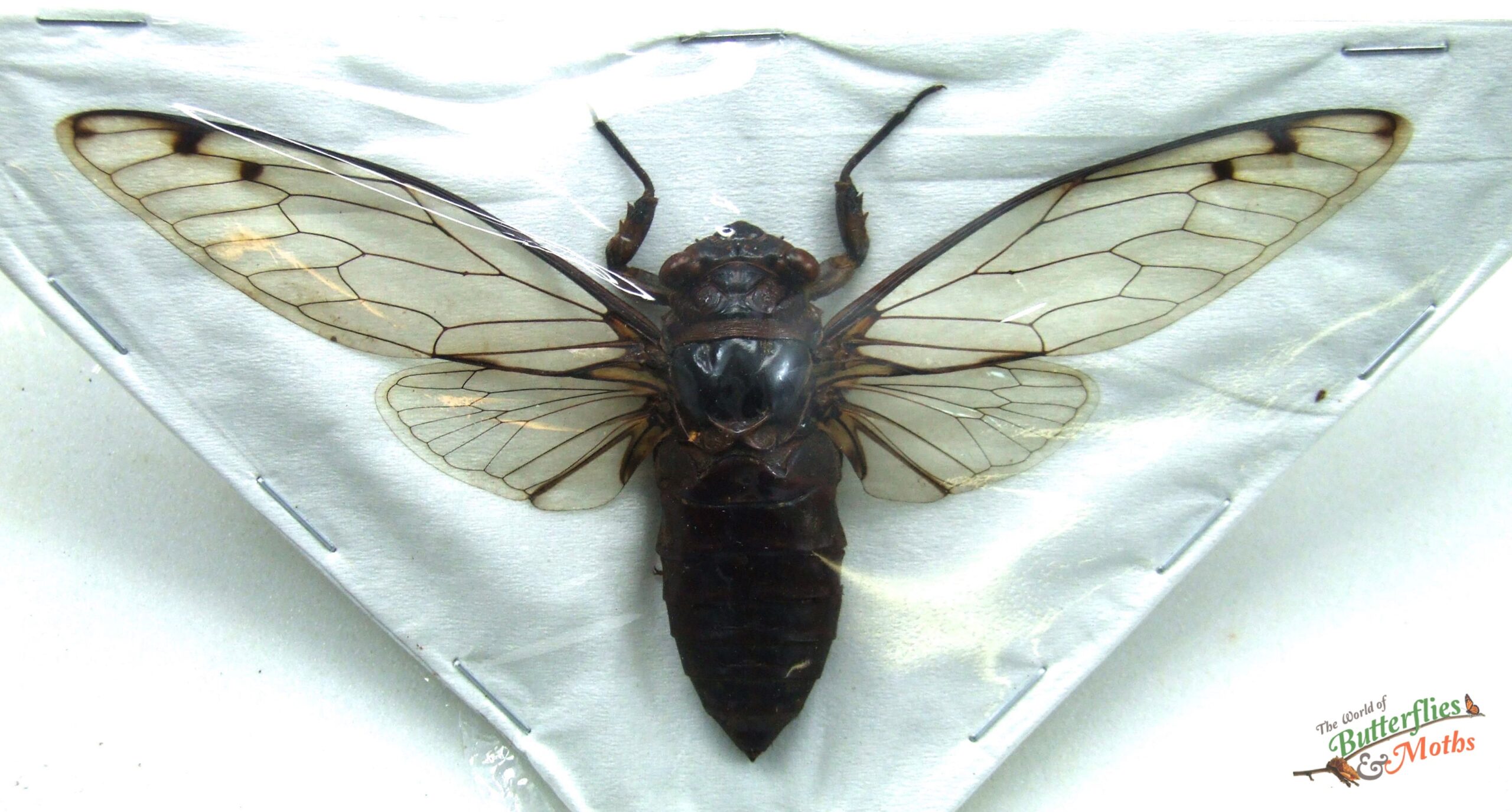 Cicada species Sulawesi (TYP05) - World of Butterflies and Moths