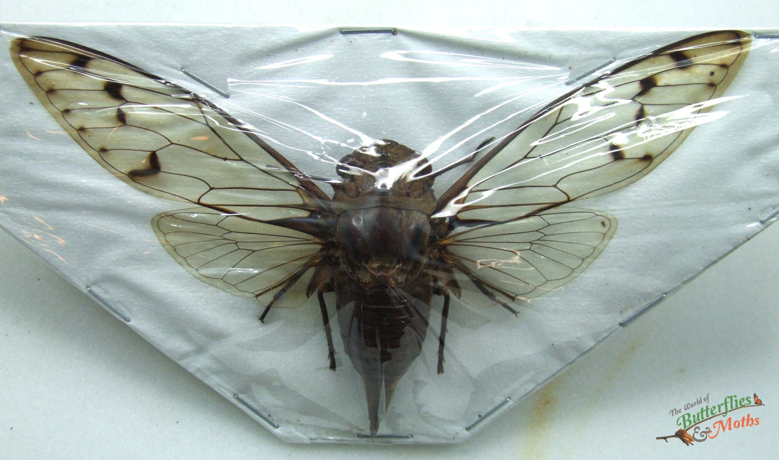 Cicada species Sulawesi (TYP08) - World of Butterflies and Moths
