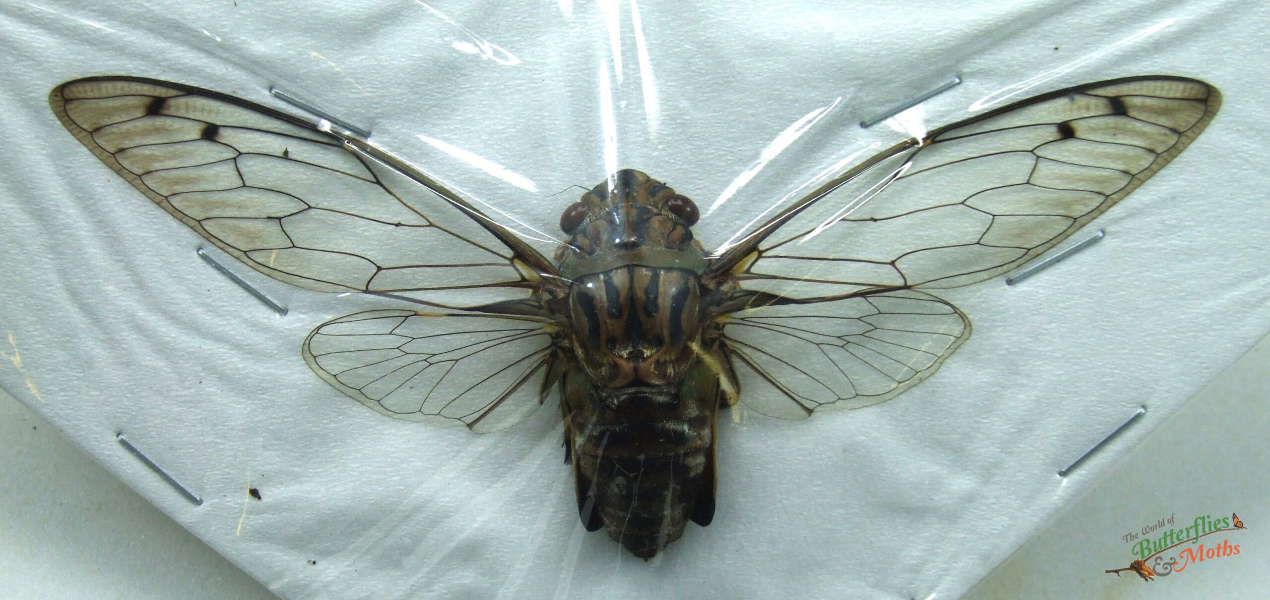 Cicada species Sulawesi (TYP09) - World of Butterflies and Moths