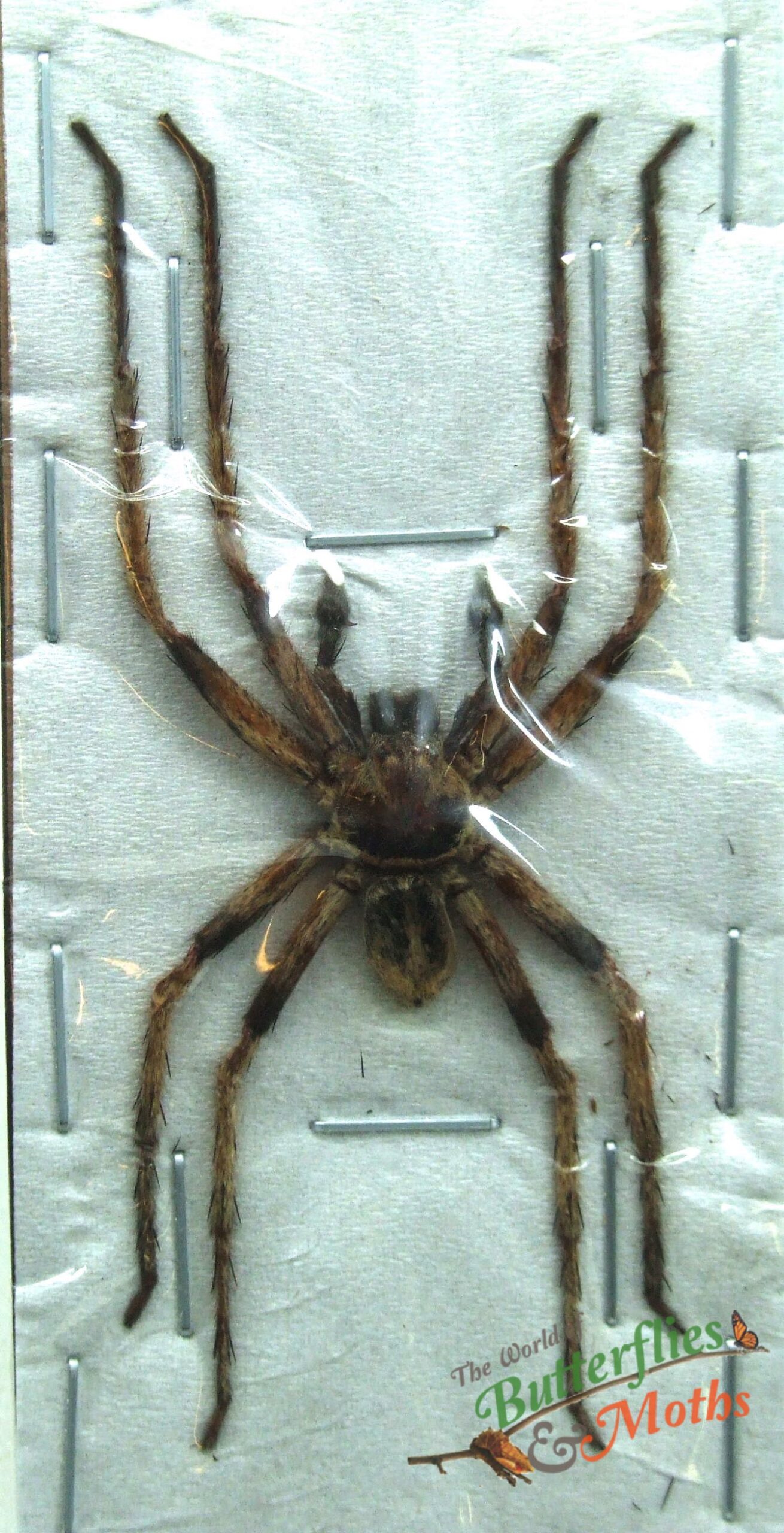 Heteropoda venatoria Huntsman Spider Sparassidae SULAWESI (Male ...