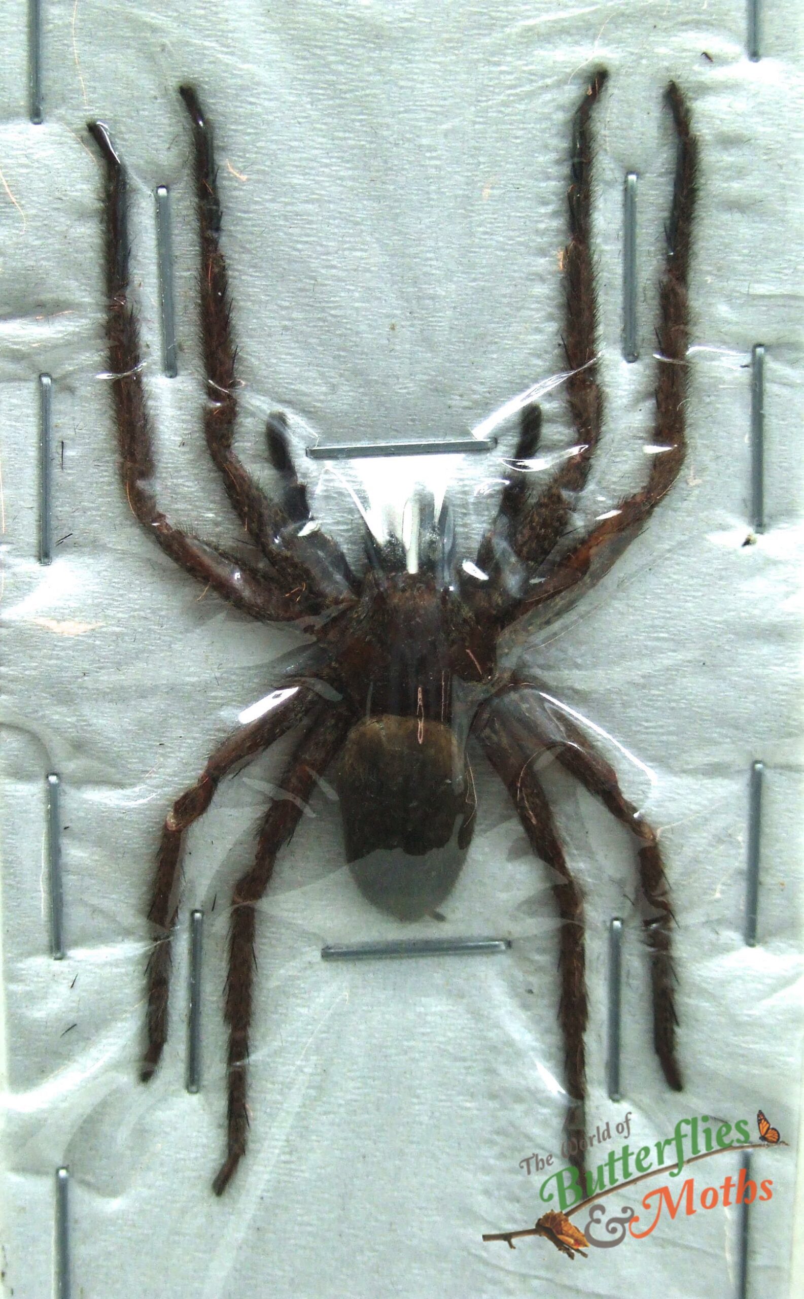 Huntsman Spider Sparassidae SULAWESI (TP02) - World of Butterflies and ...