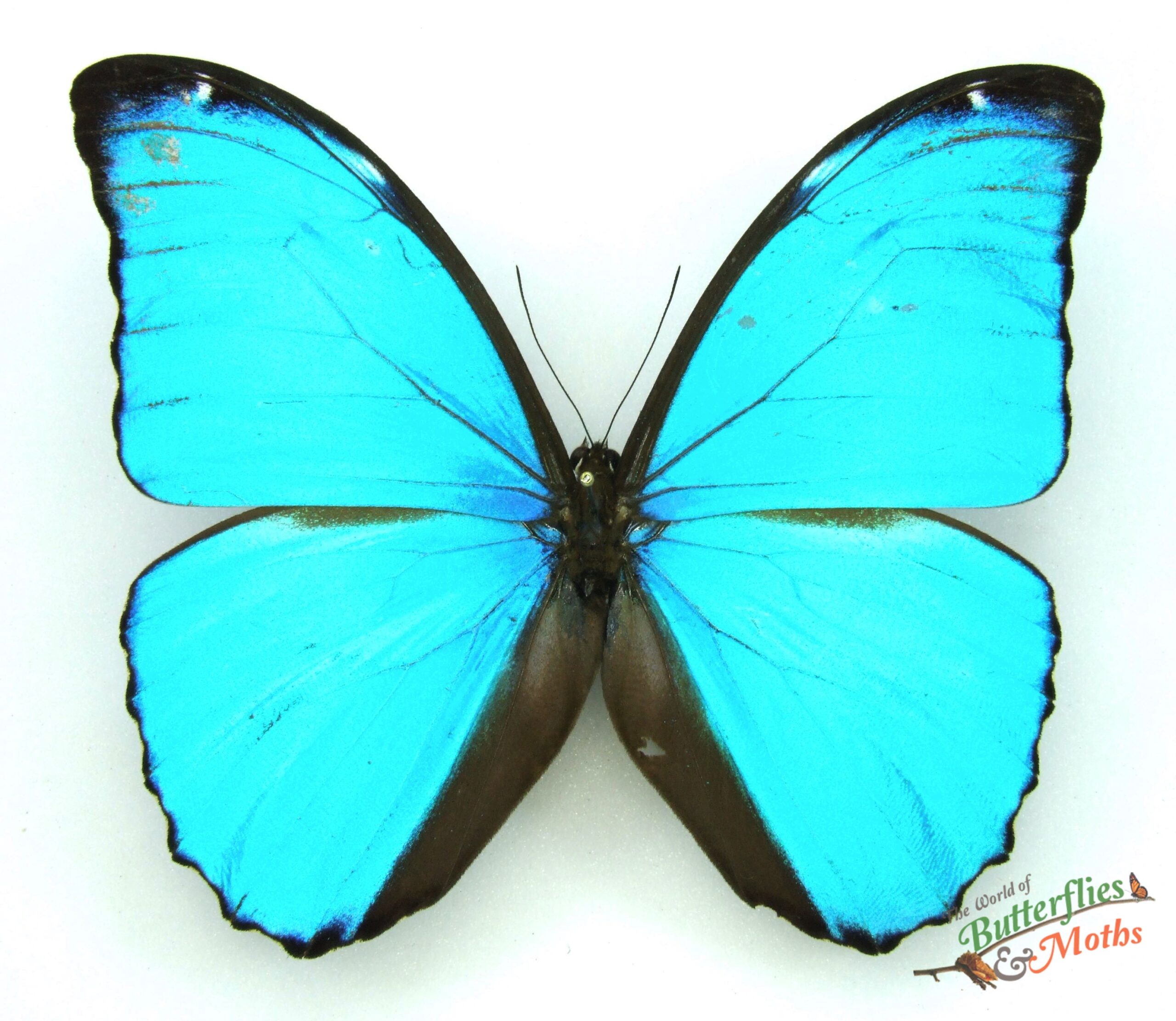 blue morpho uk