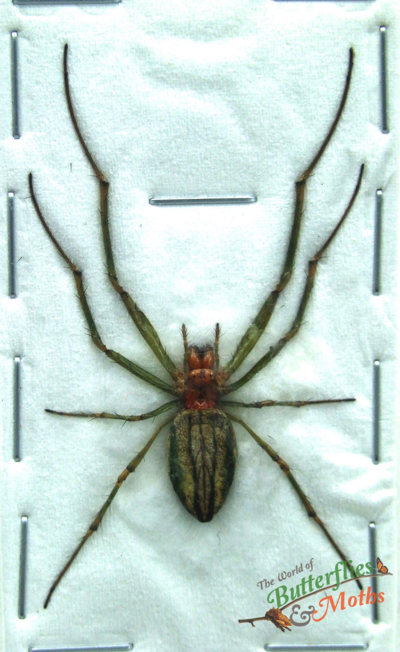 Striped Orb Spider Araneidae SULAWESI (TYP01) - World of Butterflies ...