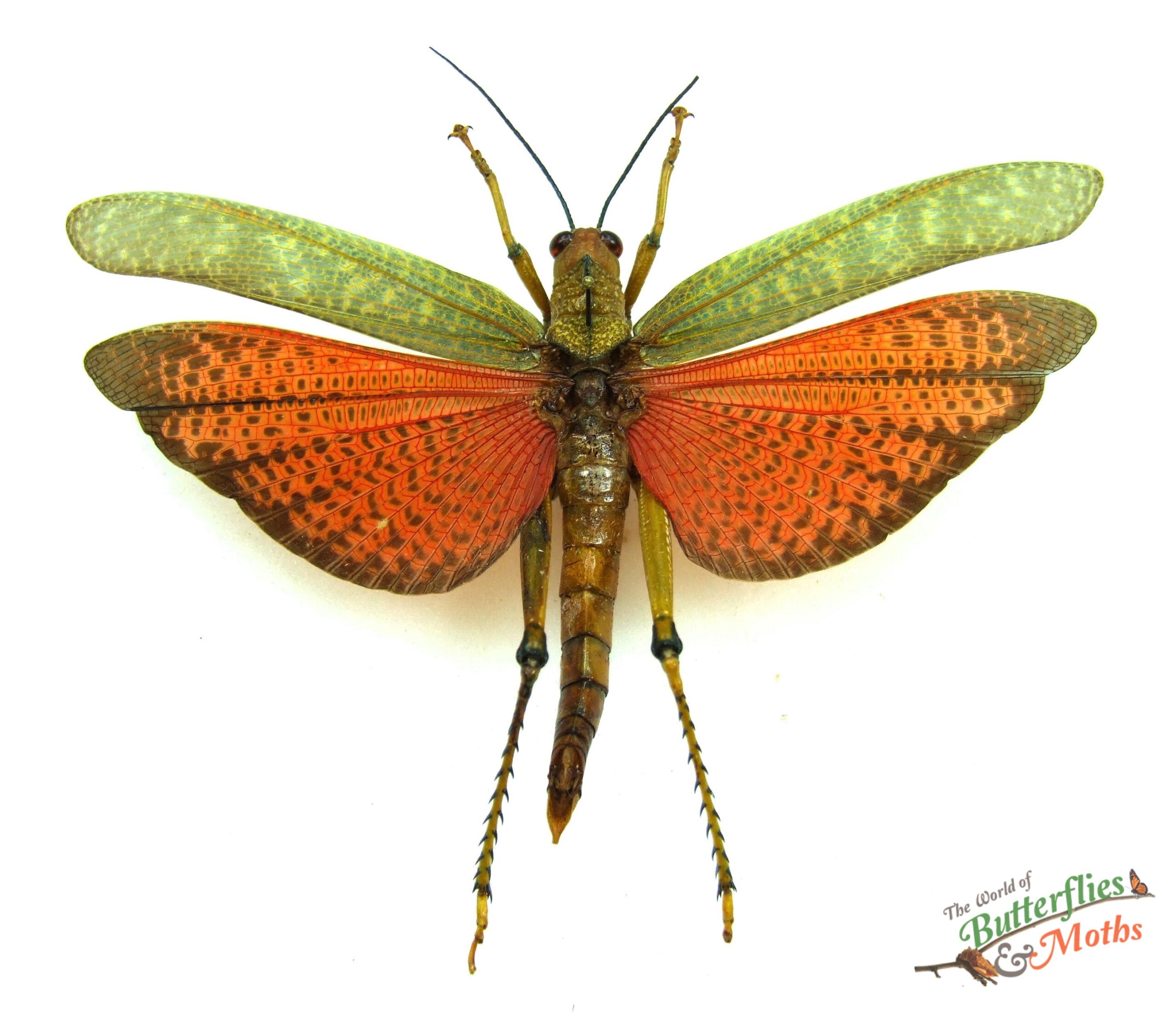 Tropidacris cristata dux PERU - World of Butterflies and Moths