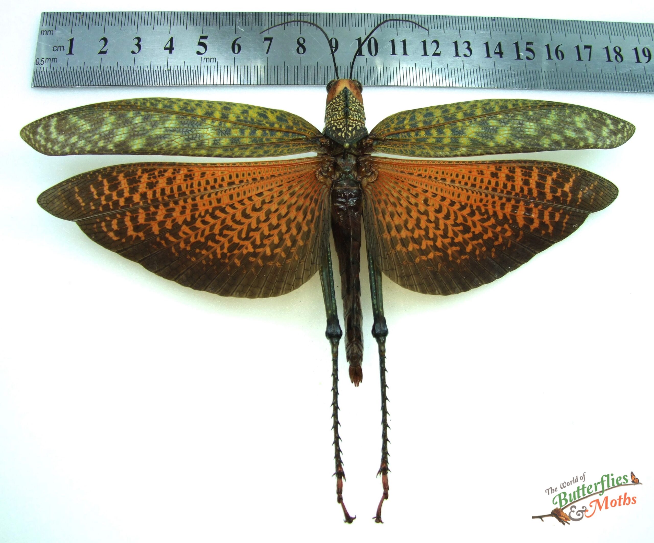 Tropidacris cristata dux PERU - World of Butterflies and Moths