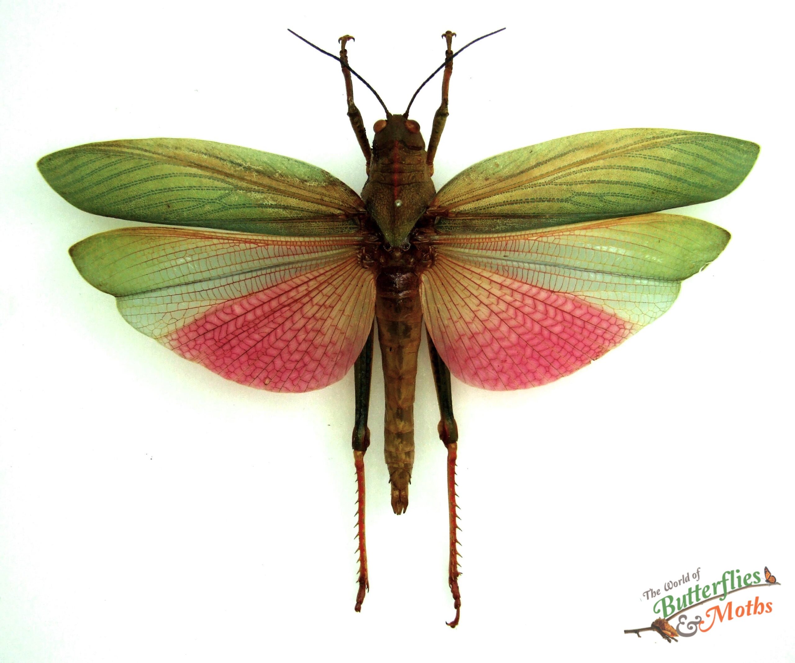 Lophacris cristata Rose Wing Grasshopper PERU - World of Butterflies ...