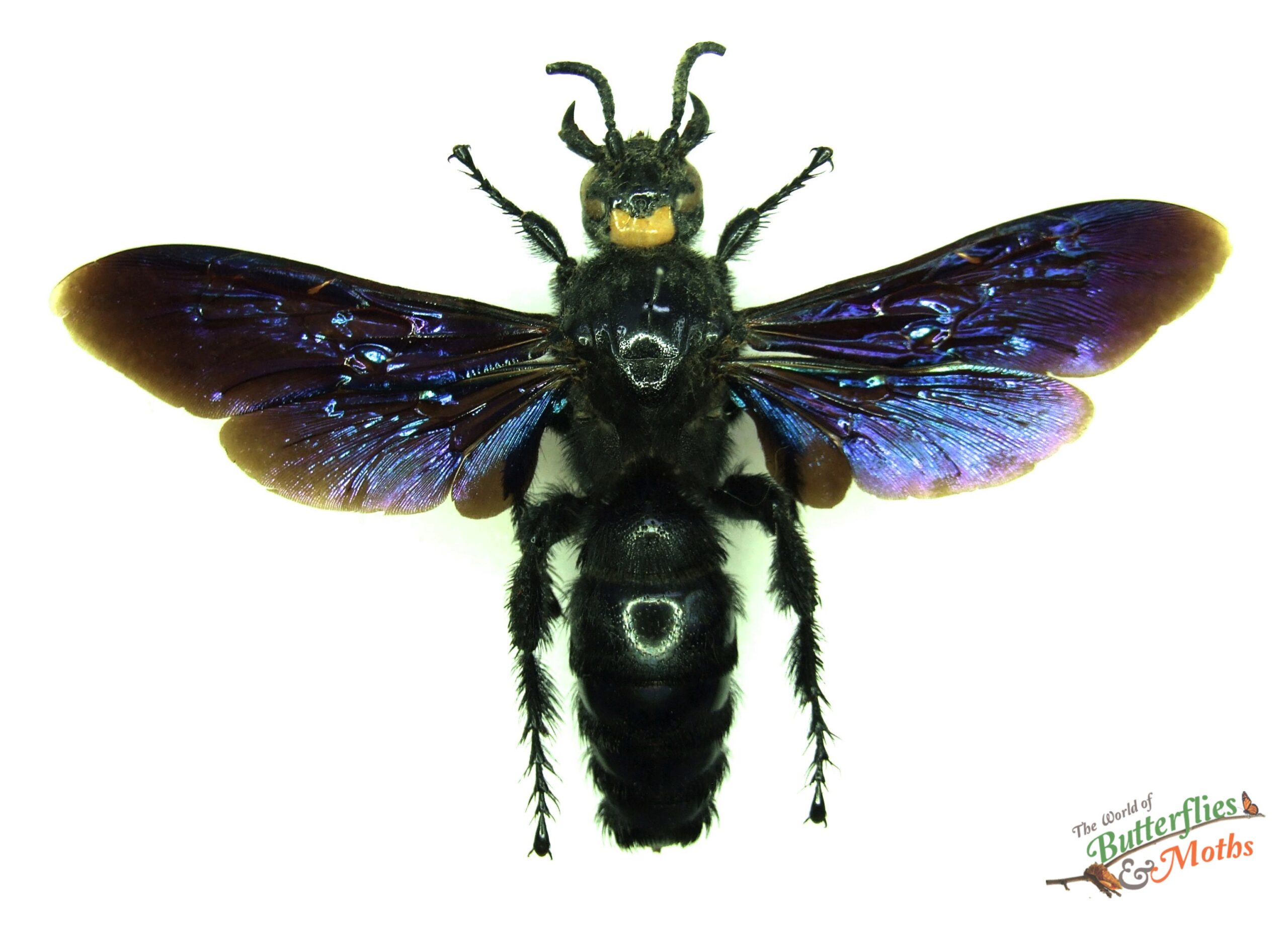 Megascolia velutina ducalis PELANG (Female) - World of Butterflies and ...