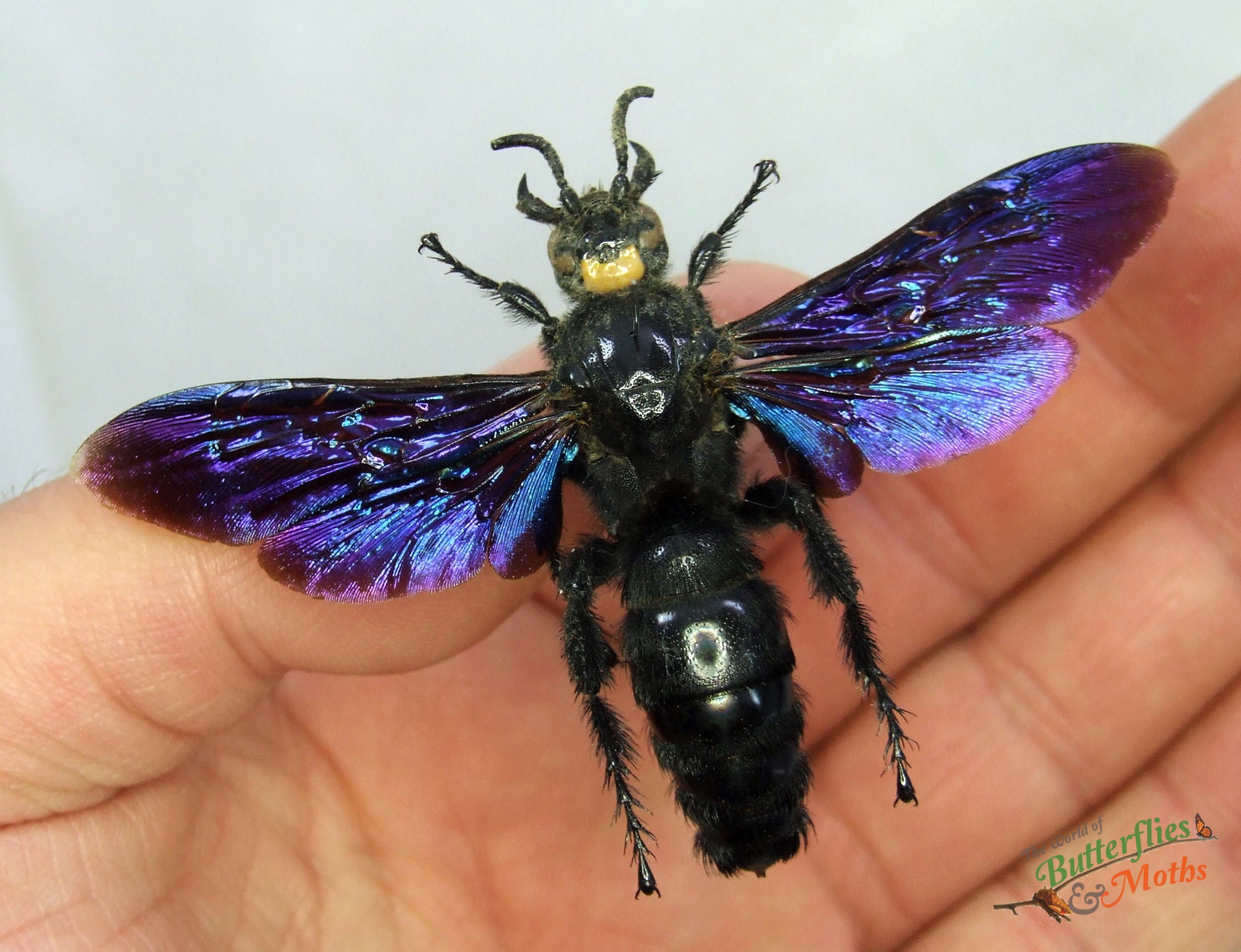 Megascolia velutina ducalis PELANG (Female) - World of Butterflies and ...