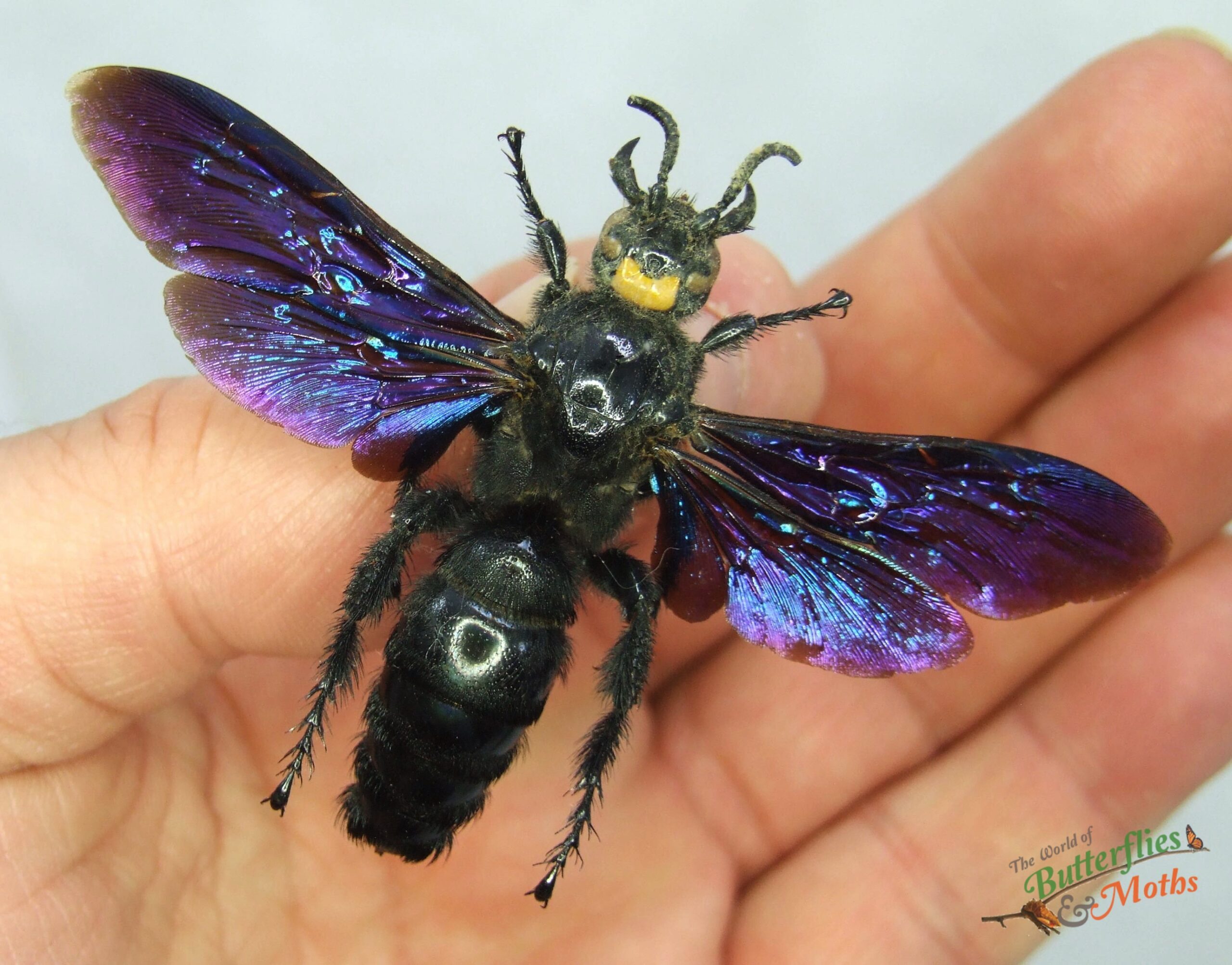 Megascolia velutina ducalis PELANG (Female) - World of Butterflies and ...