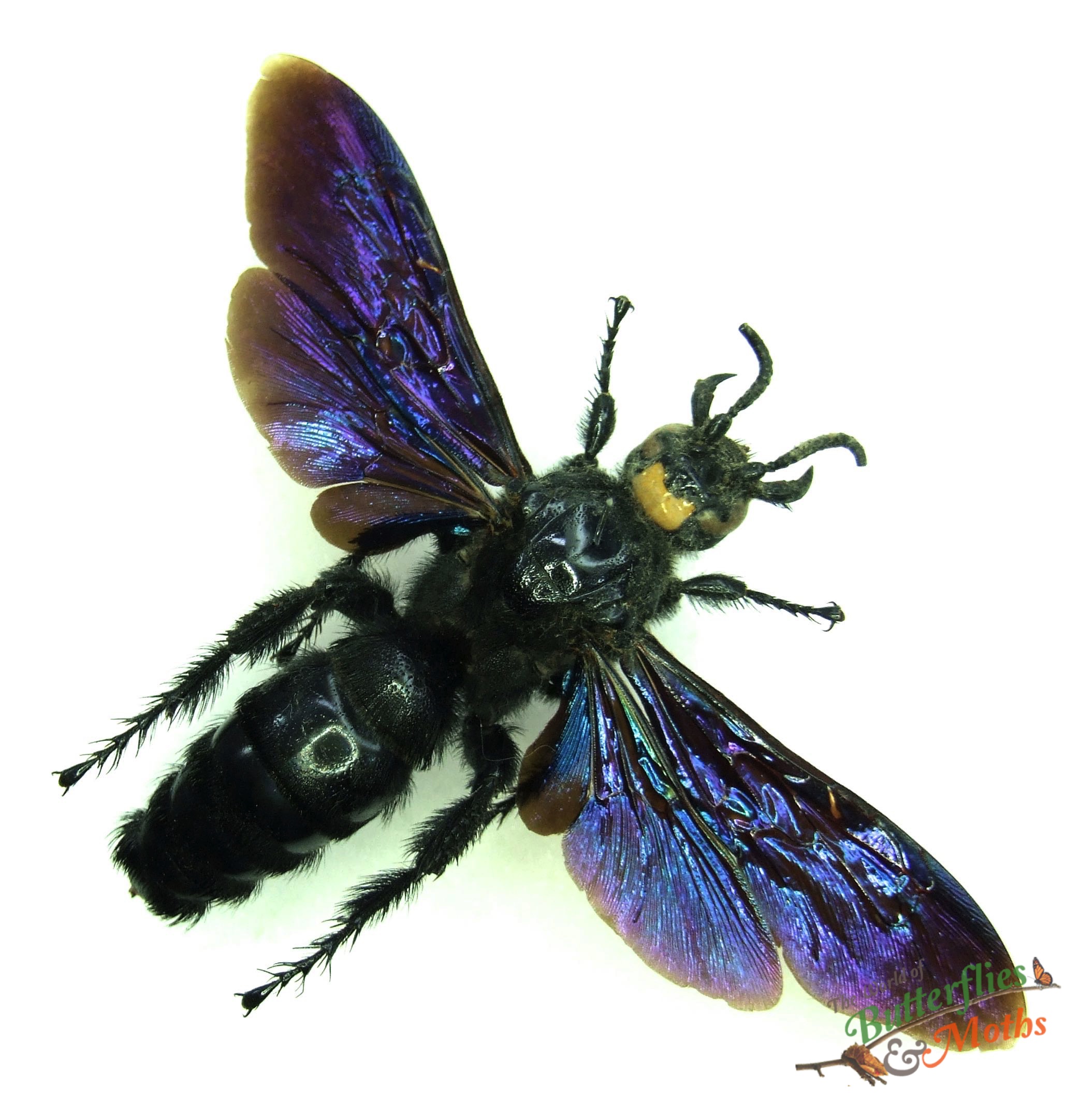 Megascolia velutina ducalis PELANG (Female) - World of Butterflies and ...