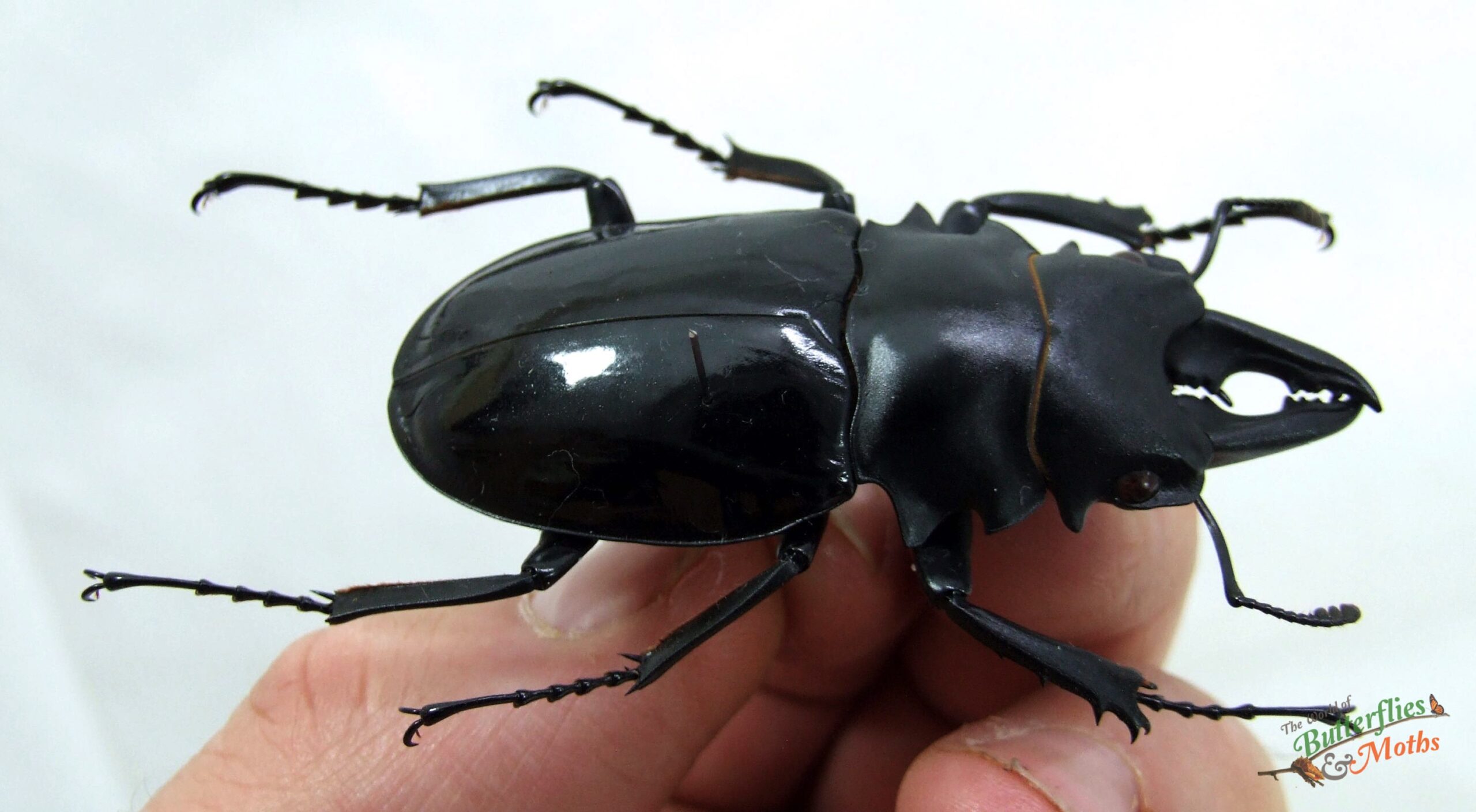 Odontolabis dalmani celebensis SULAWESI - World of Butterflies and Moths