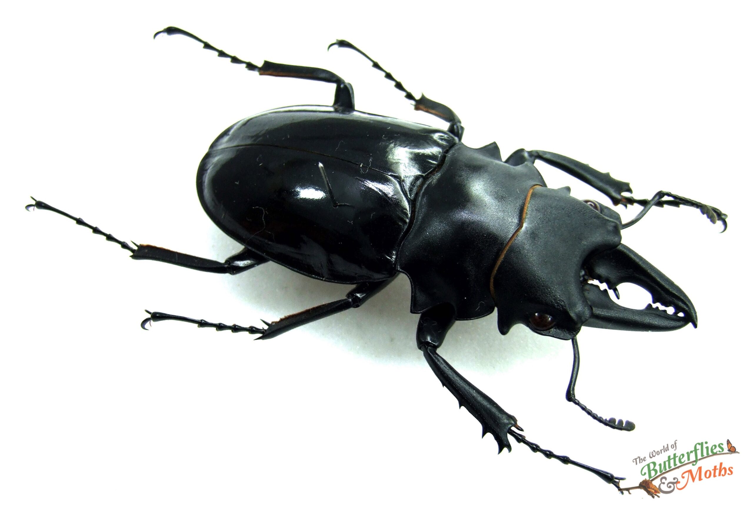 Odontolabis dalmani celebensis SULAWESI - World of Butterflies and Moths