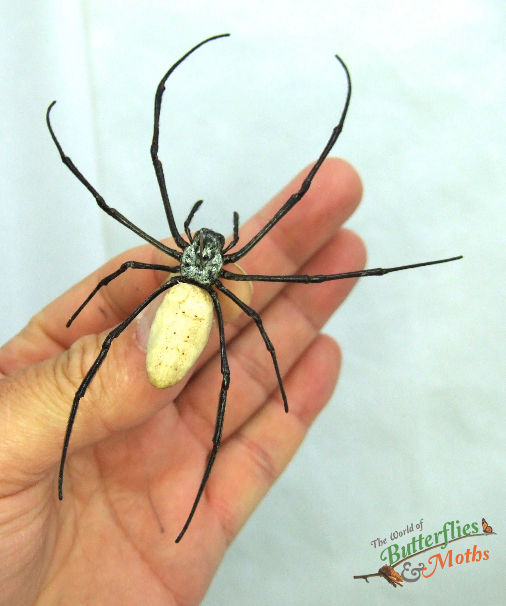 Nephila clavipes Giant Pearl Orb Spider JAVA - World of Butterflies and ...