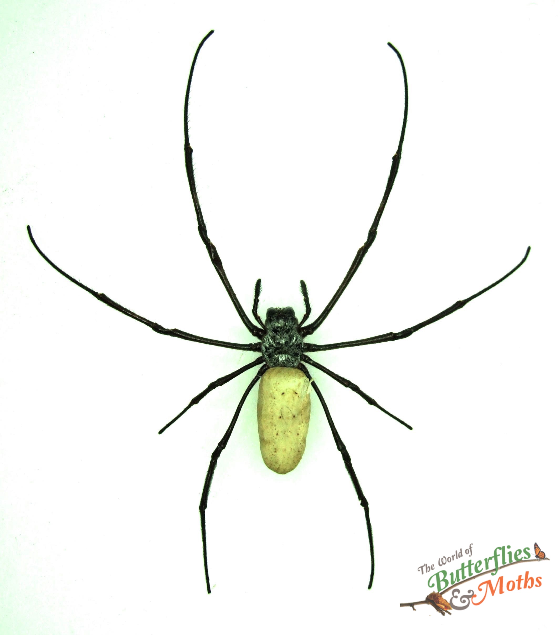 Nephila clavipes Giant Pearl Orb Spider JAVA - World of Butterflies and ...