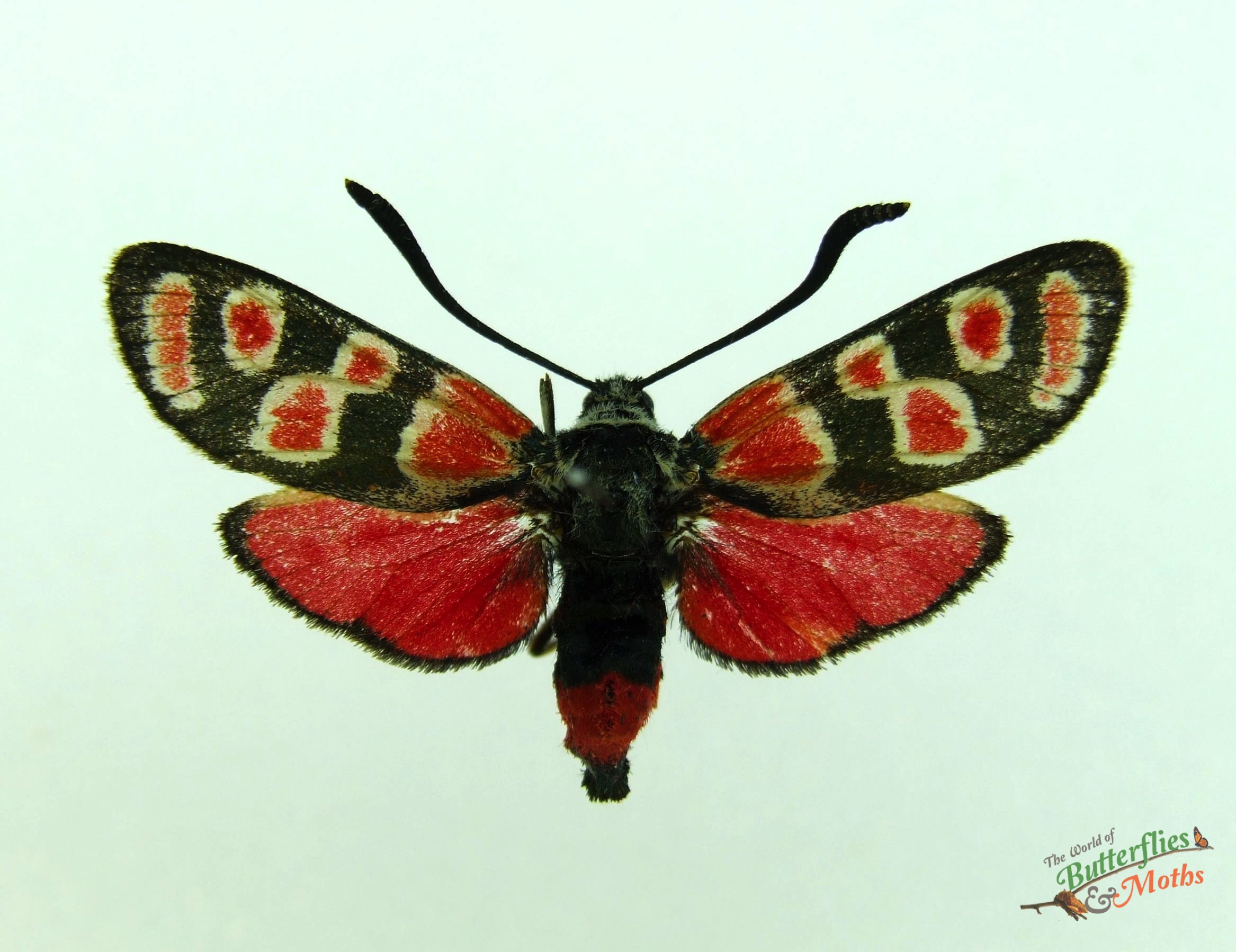 Zygaena carniolica Crepuscular burnet Moth HUNGARY - World of ...