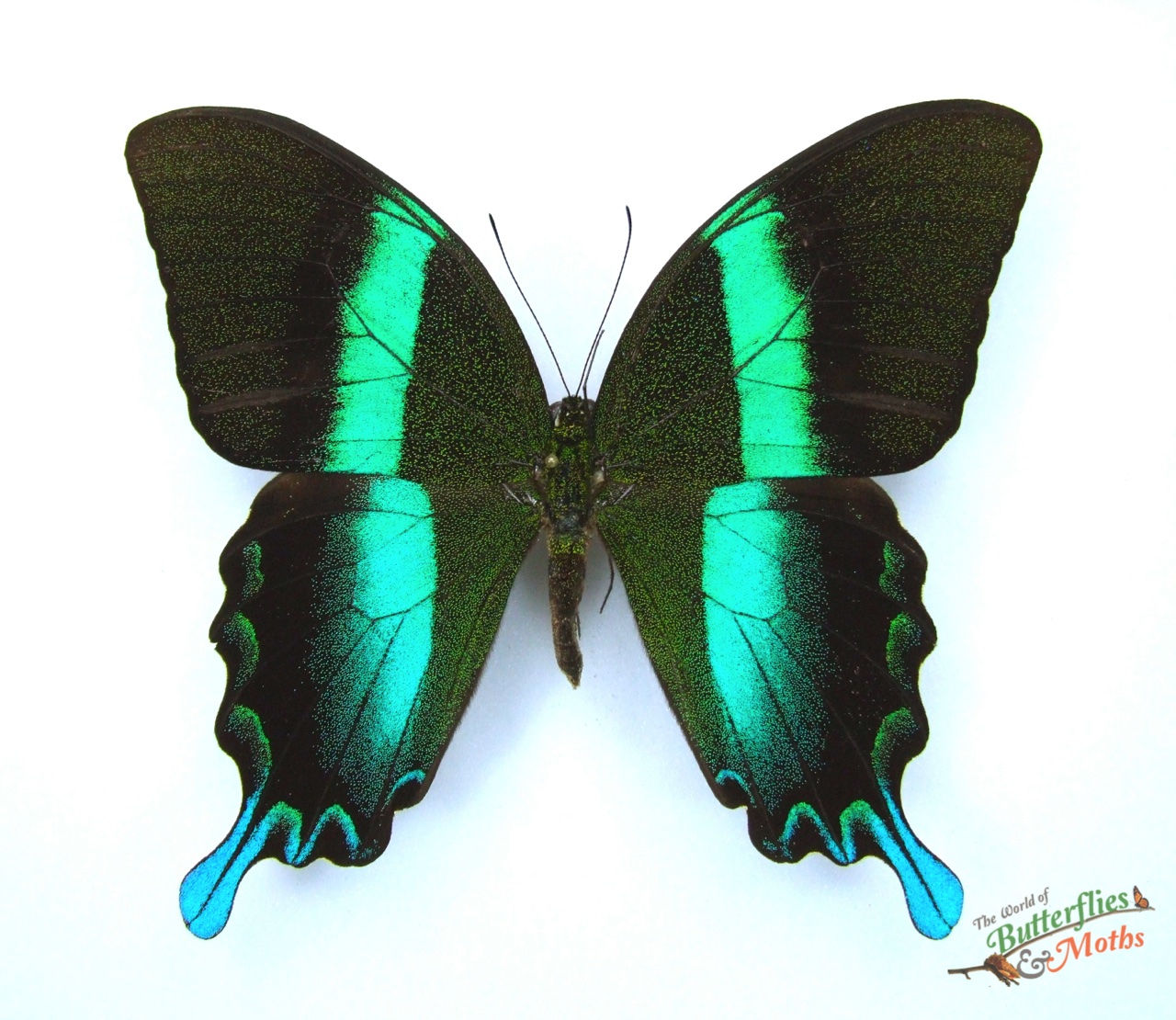 Wholesale: Papilio blumei Sulawesi A-/A2 - World of Butterflies and Moths