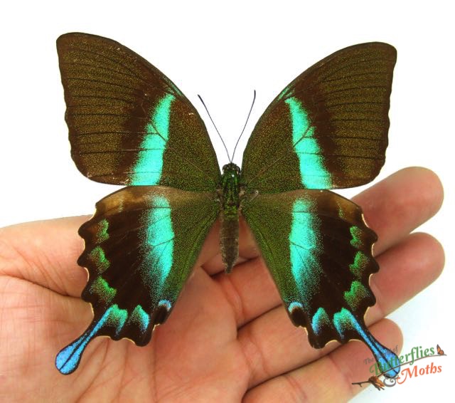 Wholesale: Papilio blumei Sulawesi A-/A2 - World of Butterflies and Moths
