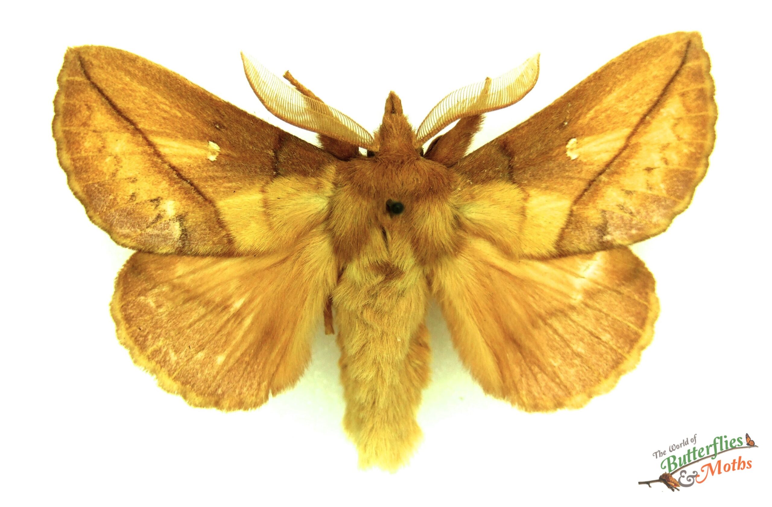 Euthrix potatoria DRINKER MOTH (1909) - World of Butterflies and Moths
