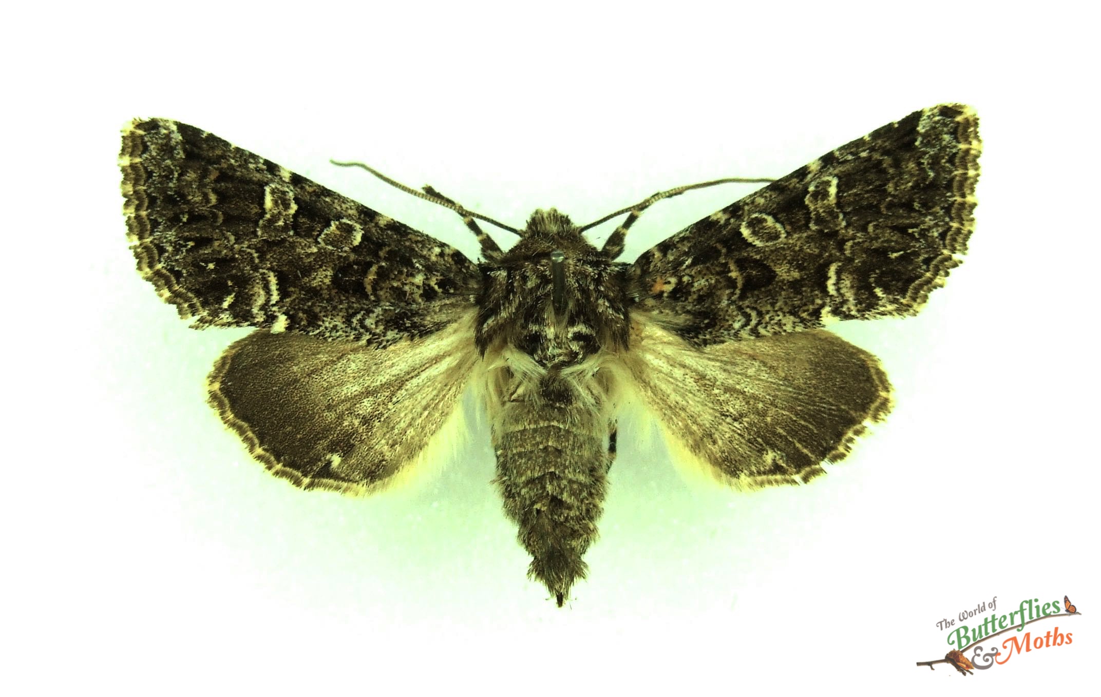 Hadena perplexa capsophila POD LOVER - World of Butterflies and Moths