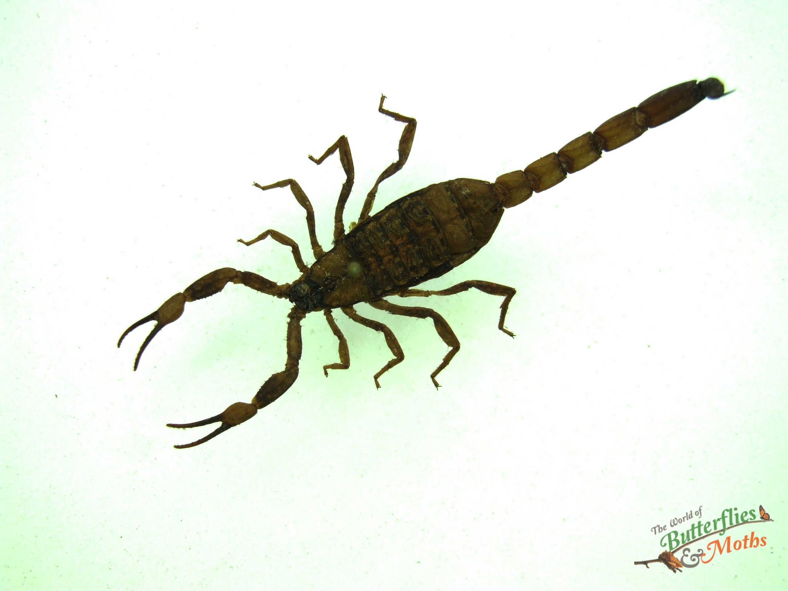 Lychas mucronatus Scorpion JAVA - World of Butterflies and Moths