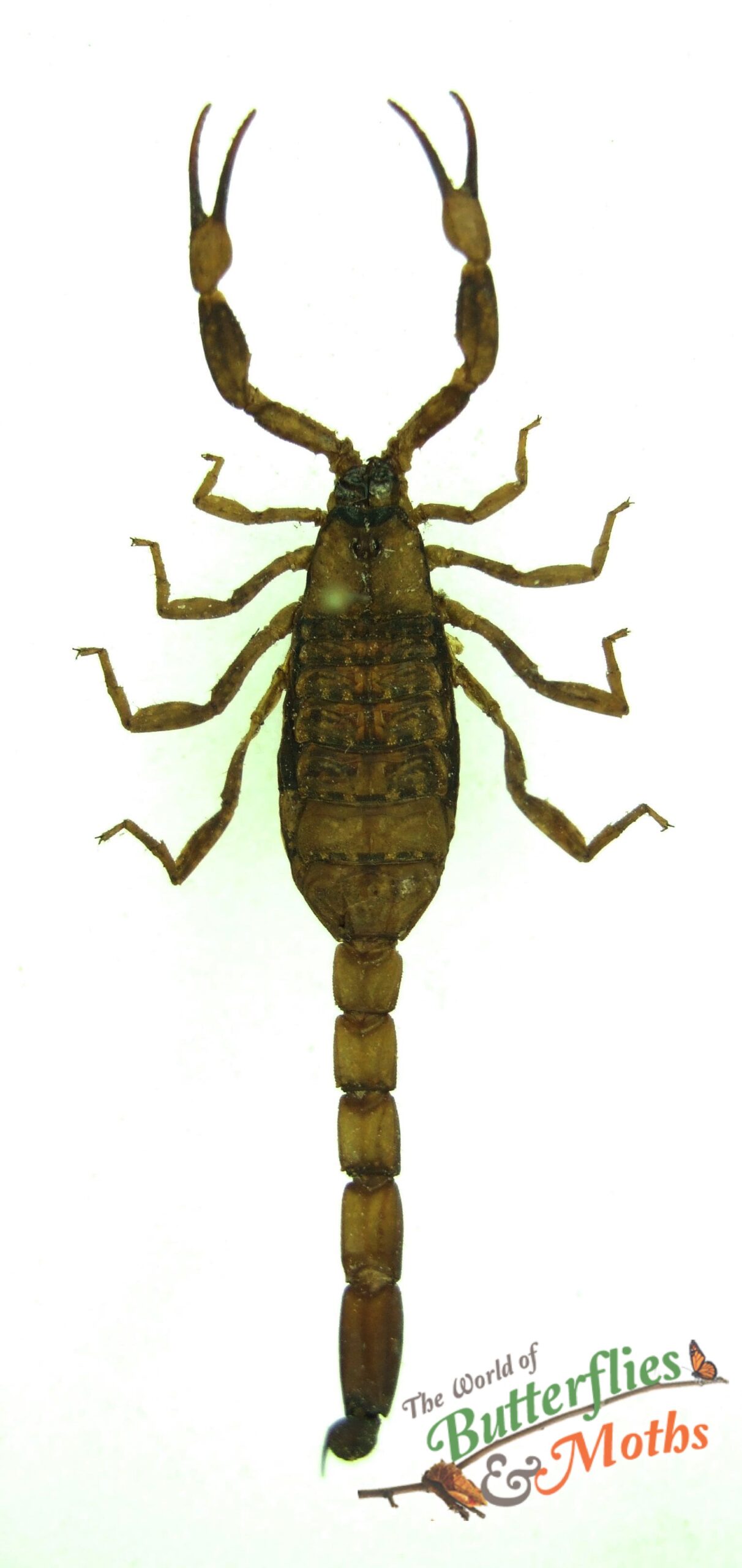 Lychas mucronatus Scorpion JAVA - World of Butterflies and Moths