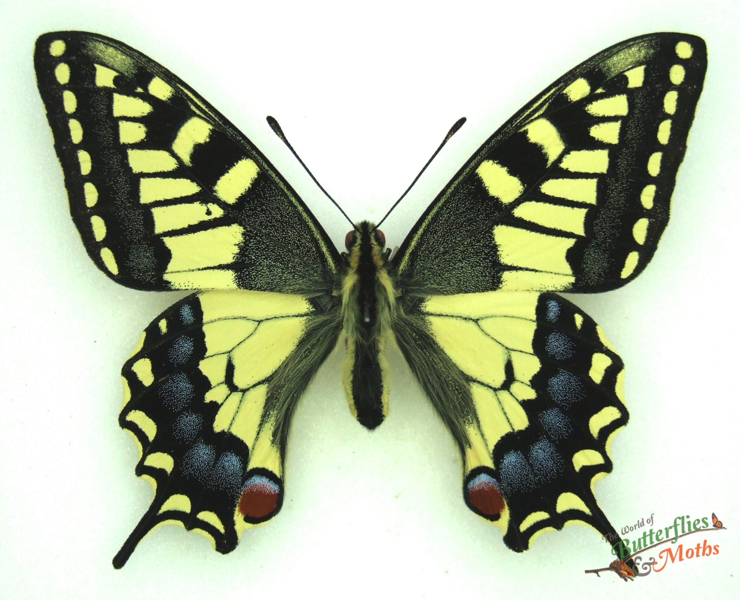 Papilio machaon gorganus EUROPEAN SWALLOWTAIL - World of Butterflies ...