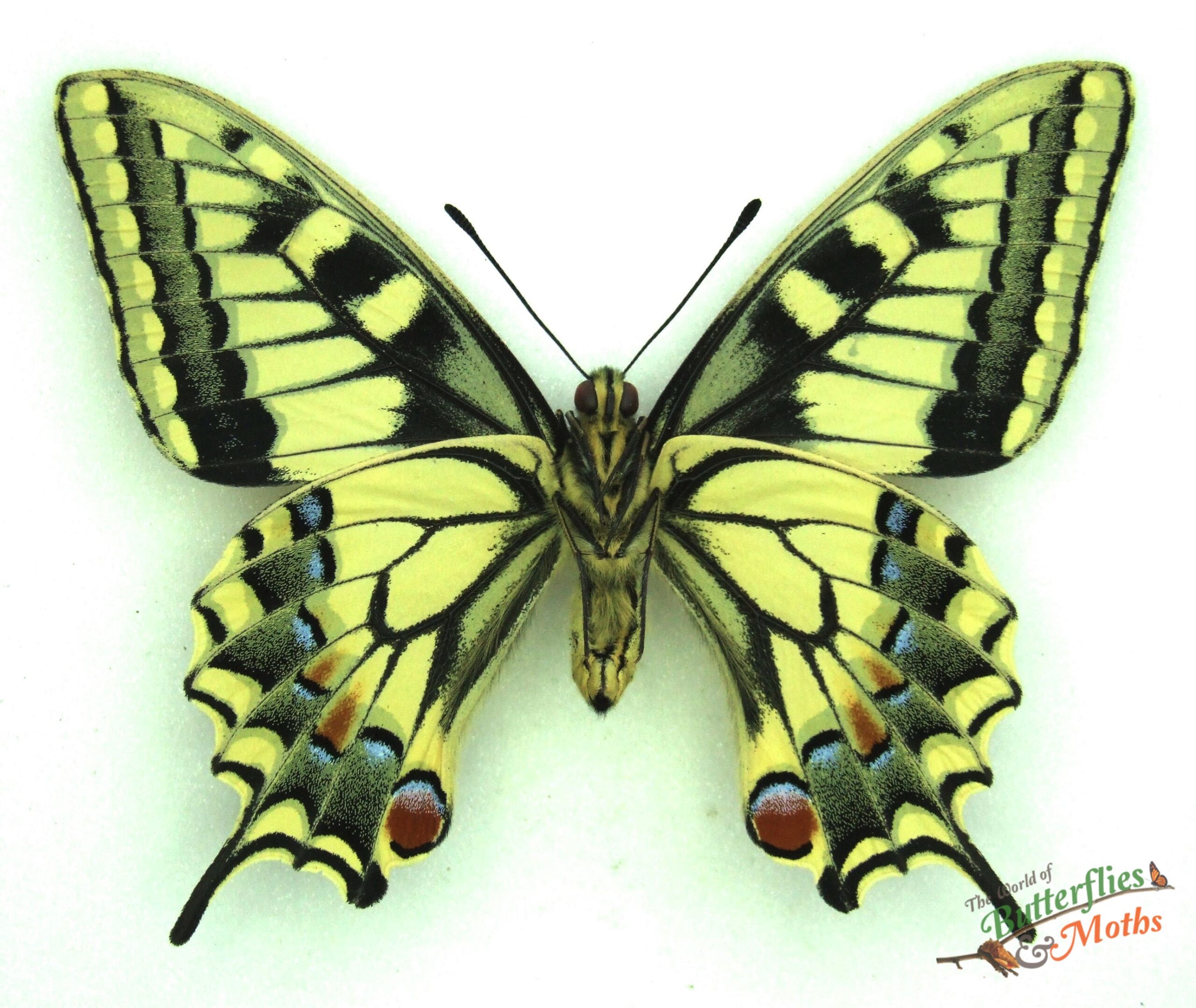 Papilio machaon gorganus EUROPEAN SWALLOWTAIL - World of Butterflies ...