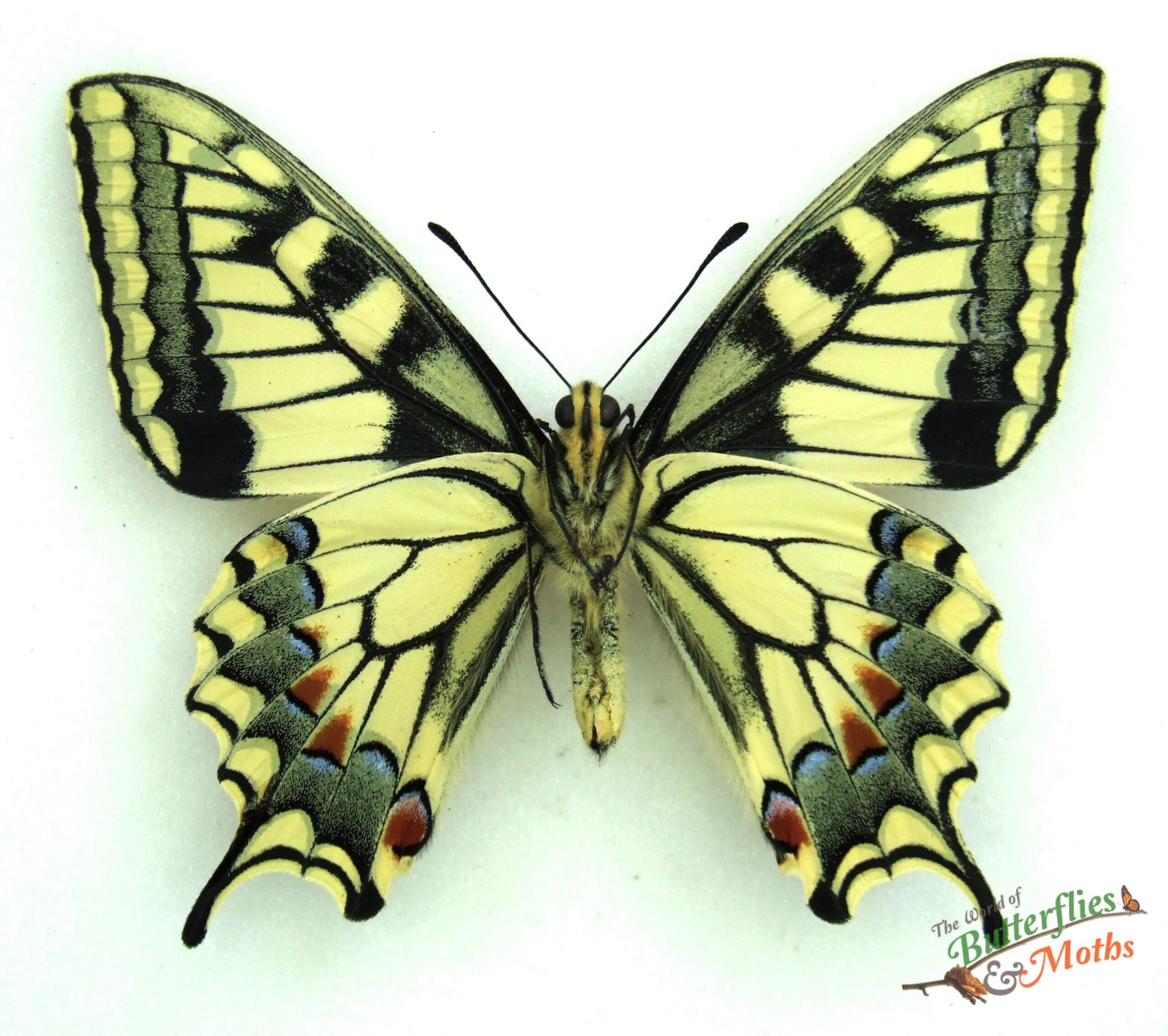 Papilio machaon gorganus EUROPEAN SWALLOWTAIL - World of Butterflies ...