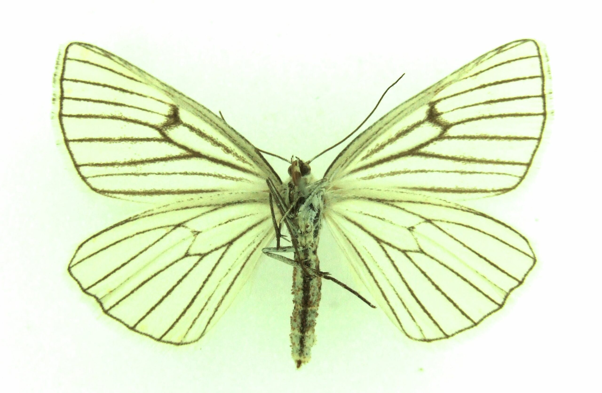 Siona lineata BLACK-VEINED MOTH Poland - World of Butterflies and Moths