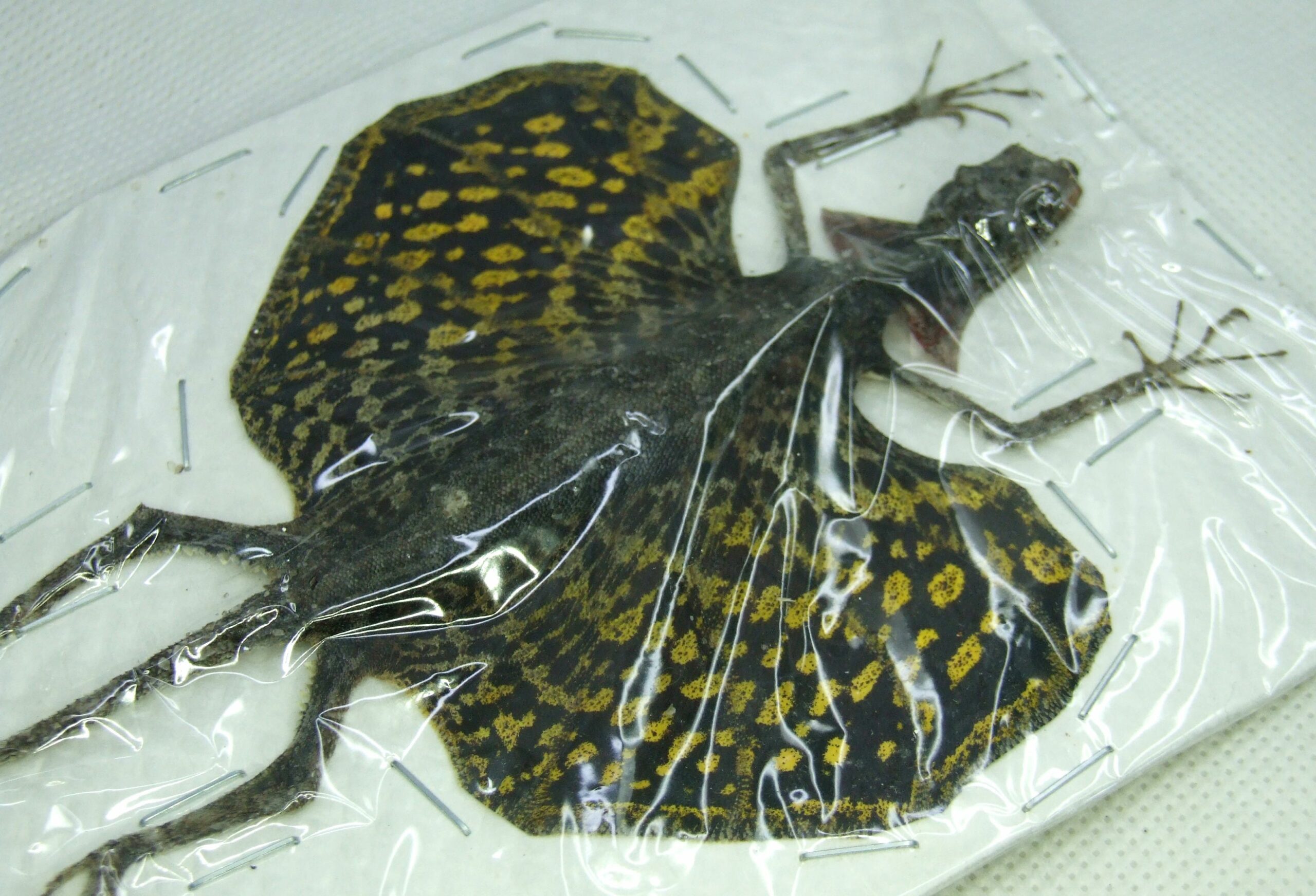 Flying Lizard Draco haematopogon JAVA - World of Butterflies and Moths