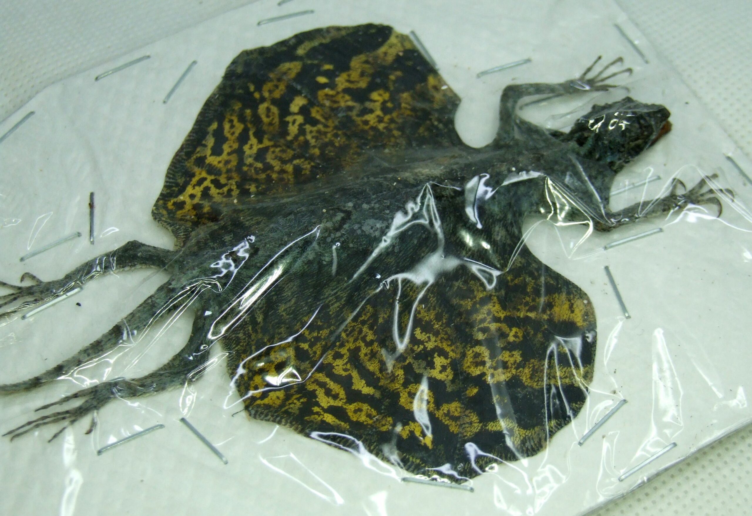 Flying Lizard Draco haematopogon JAVA - World of Butterflies and Moths