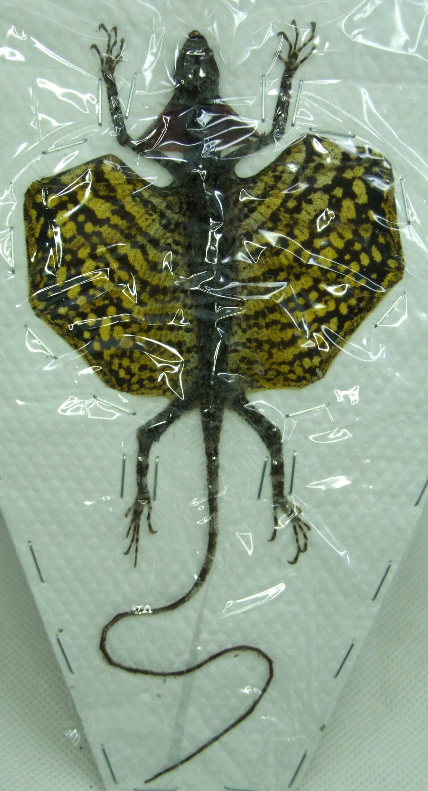 Flying Lizard Draco haematopogon JAVA - World of Butterflies and Moths